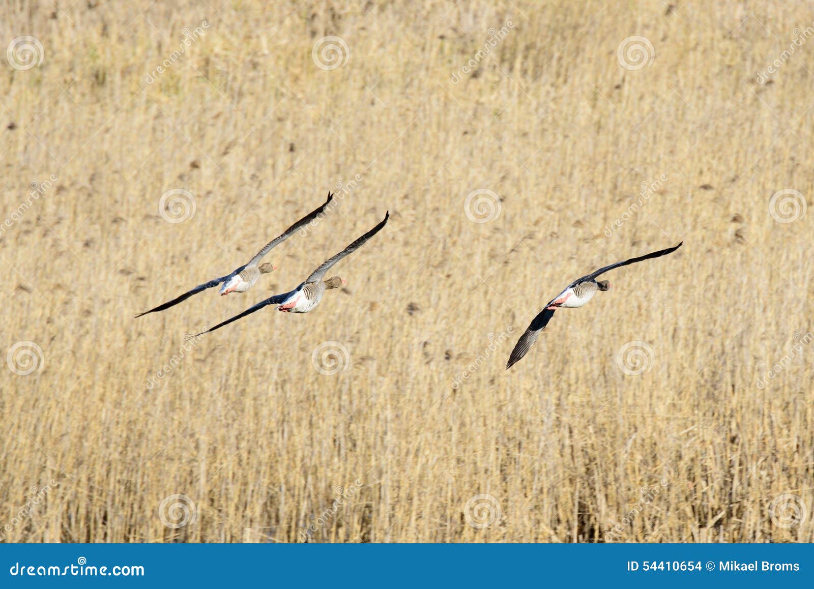Flying Teamwork - Geese Formation Stock Photography | CartoonDealer.com ...