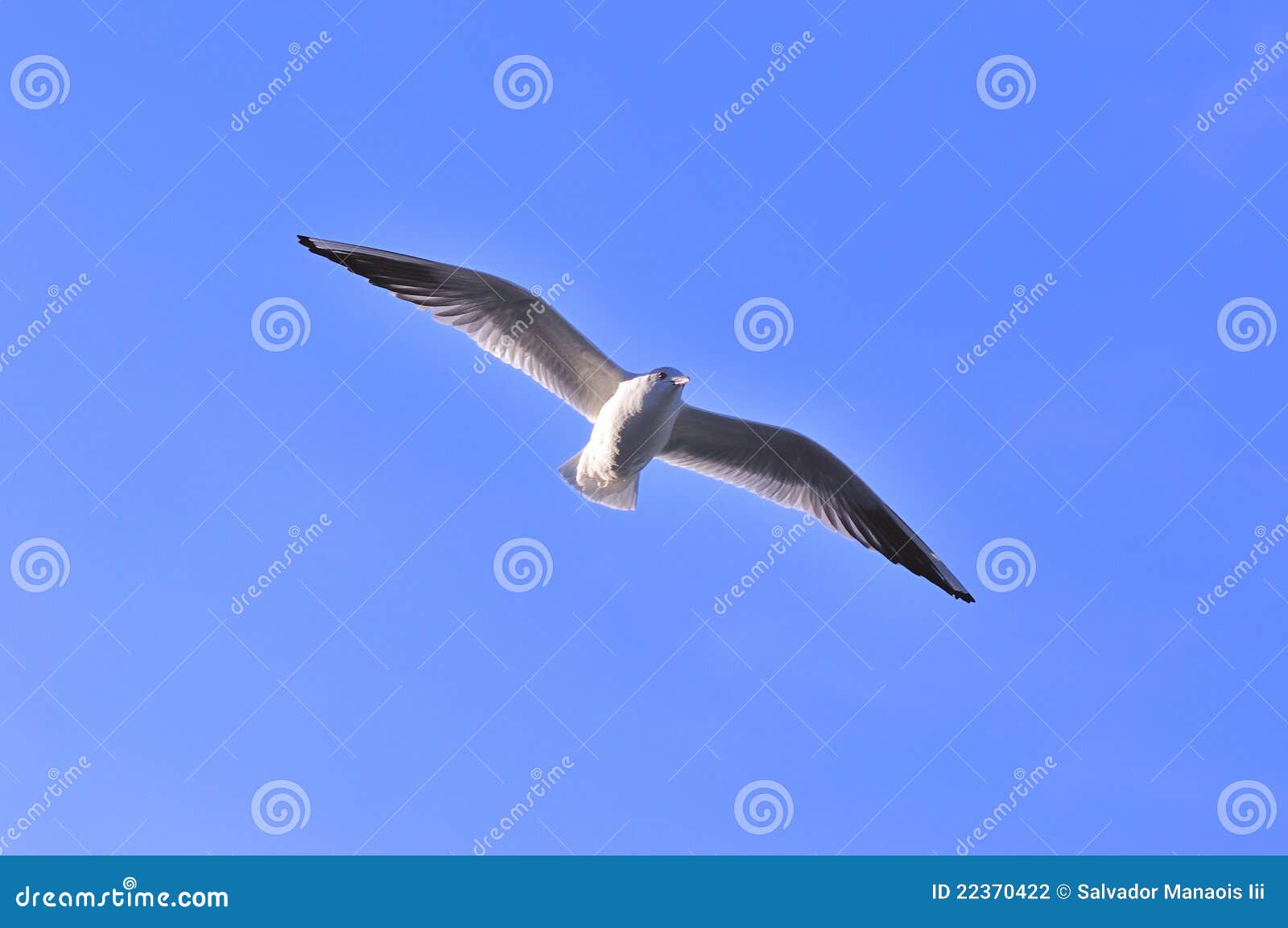 Flying Tern stock photo. Image of bill, color, fishing - 22370422