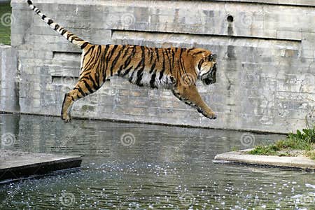 Flying tiger stock image. Image of concrete, action, pouncing - 777233