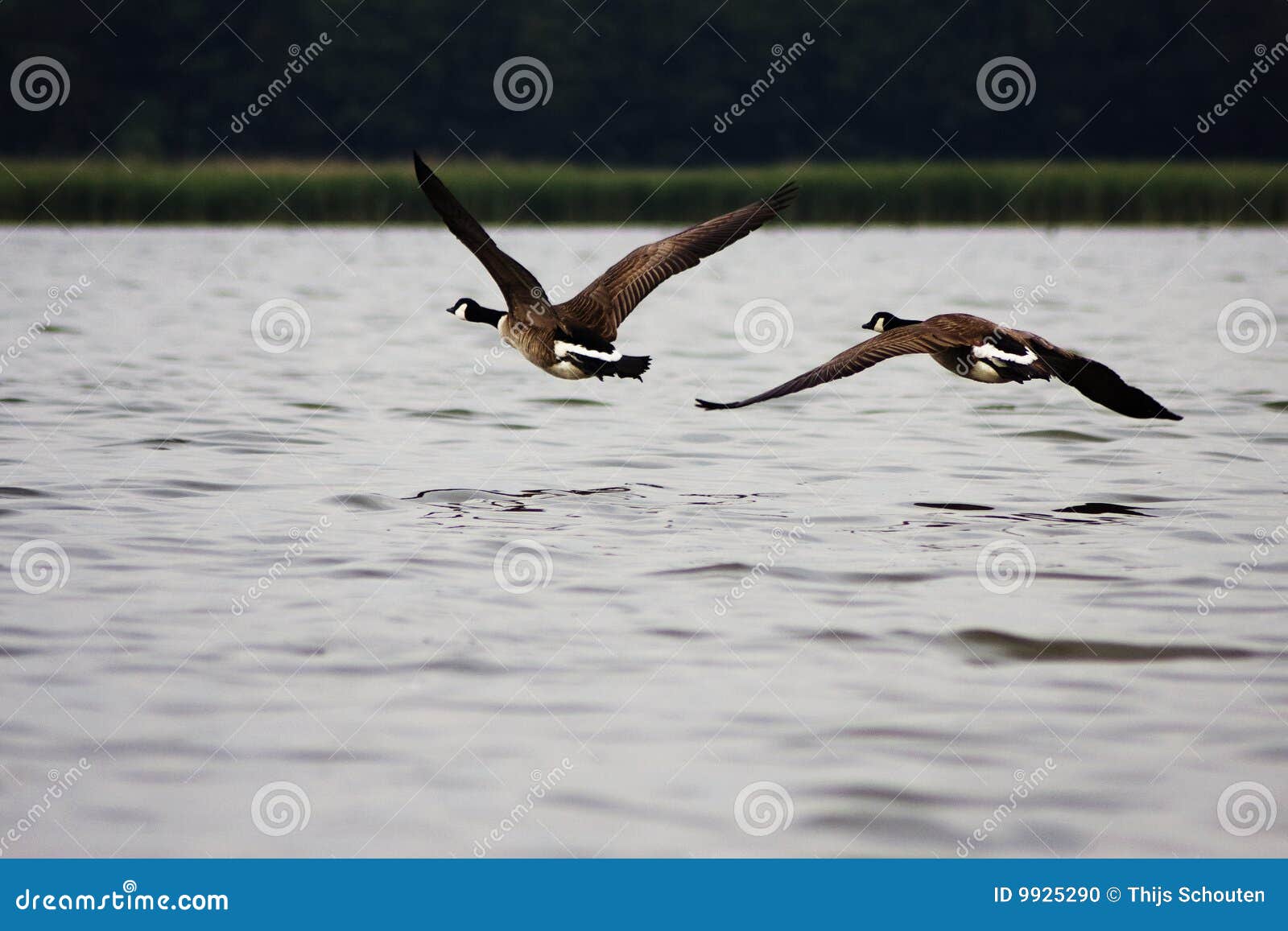 Flying together stock photo. Image of takeoff, geese, duck - 9925290