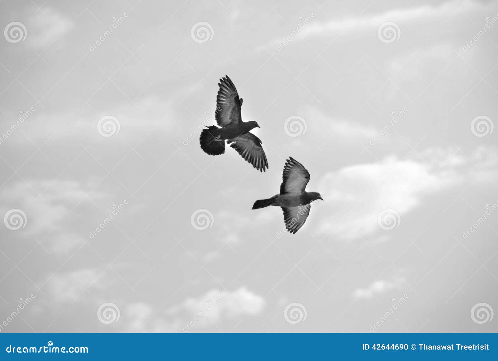 Flying together stock photo. Image of beak, background - 42644690