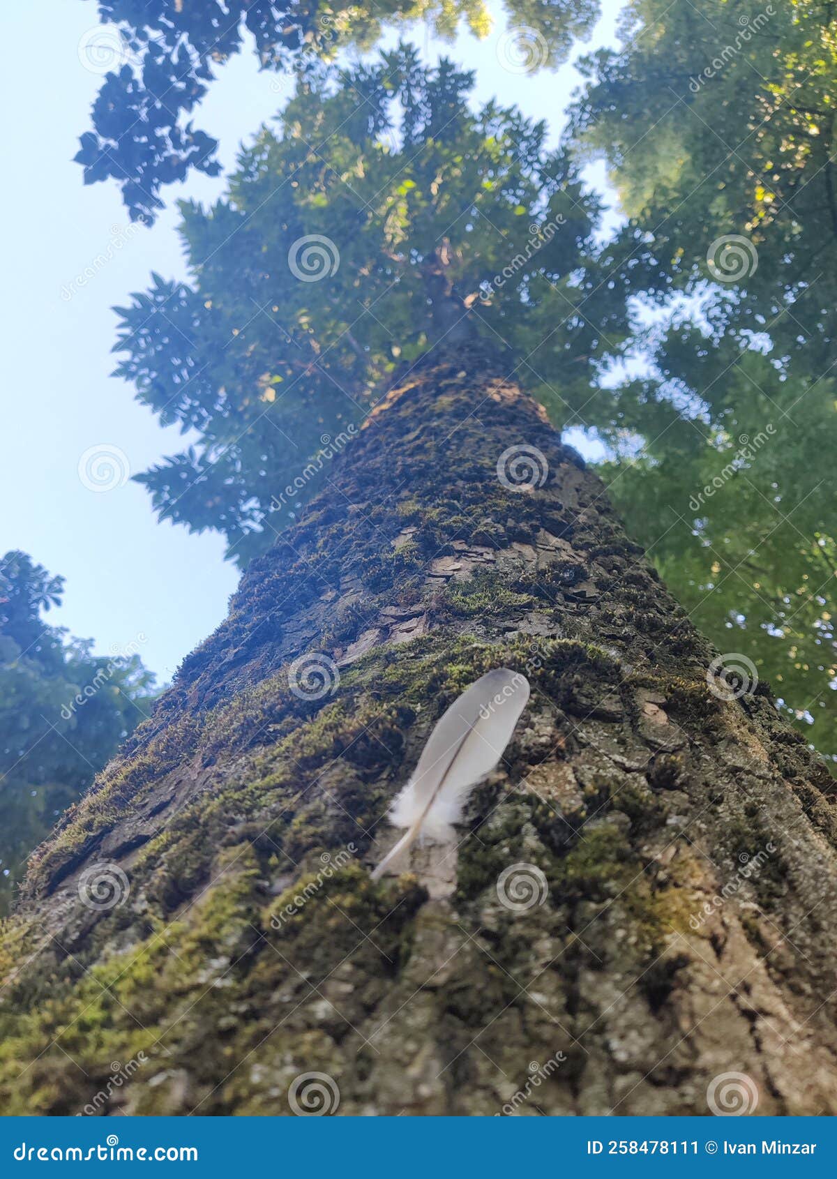 Flying tree, bird feather stock image. Image of cliff - 258478111