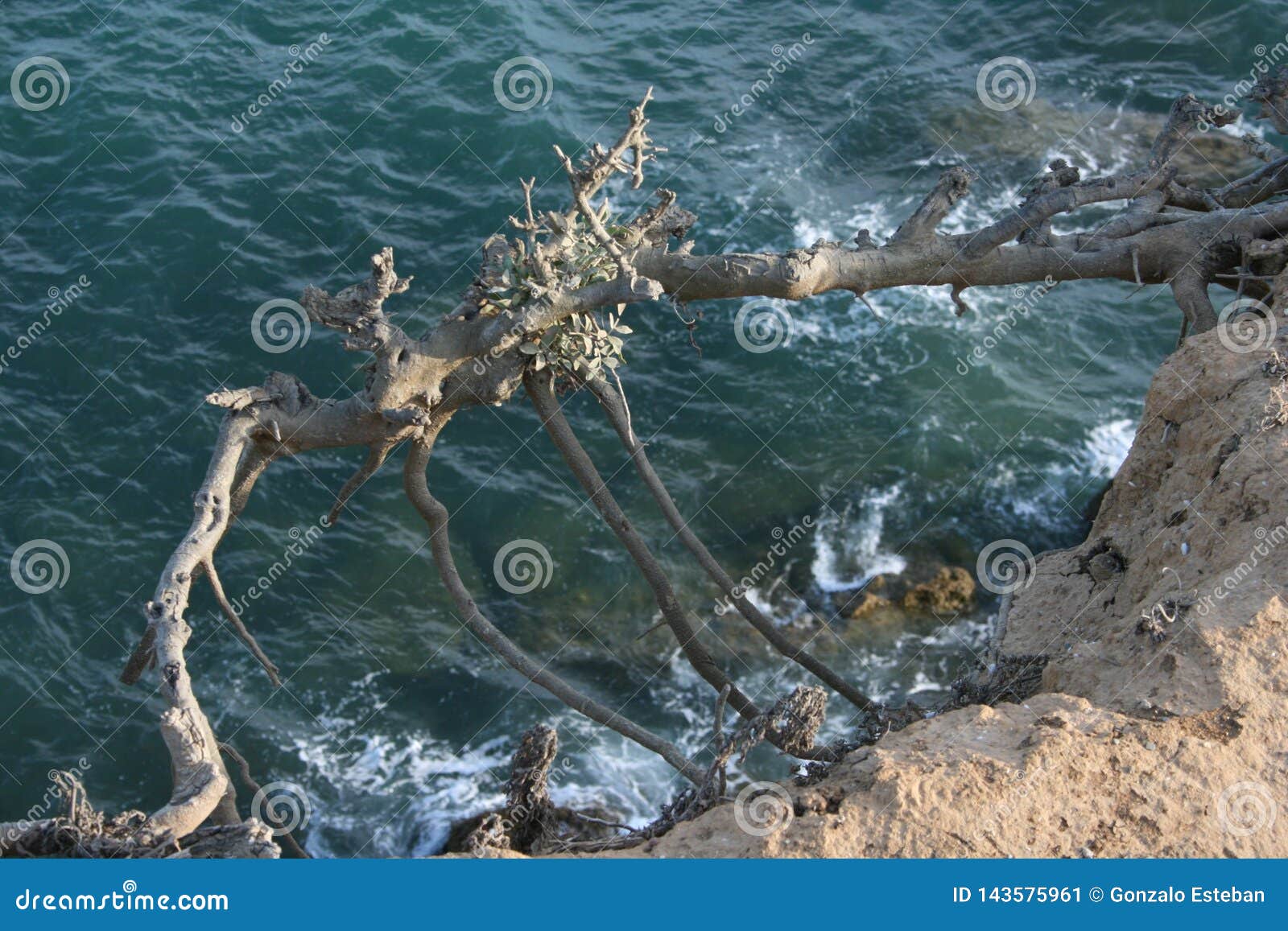 Flying tree over the ocean stock image. Image of tranquility - 143575961