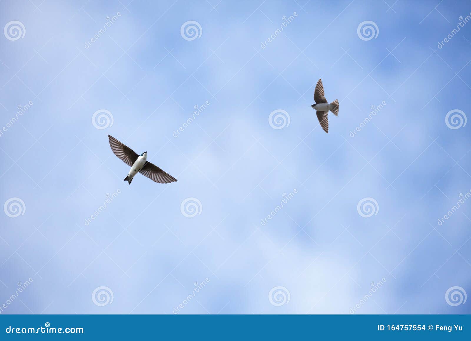 Flying Tree Swallow stock photo. Image of animal, feather - 164757554