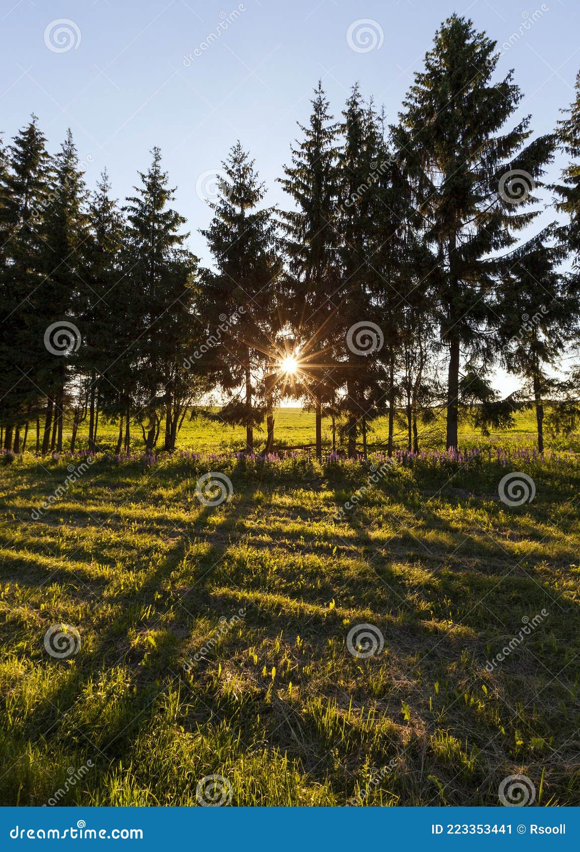 Sunset in shadow tree stock image. Image of orange, trees - 223353441