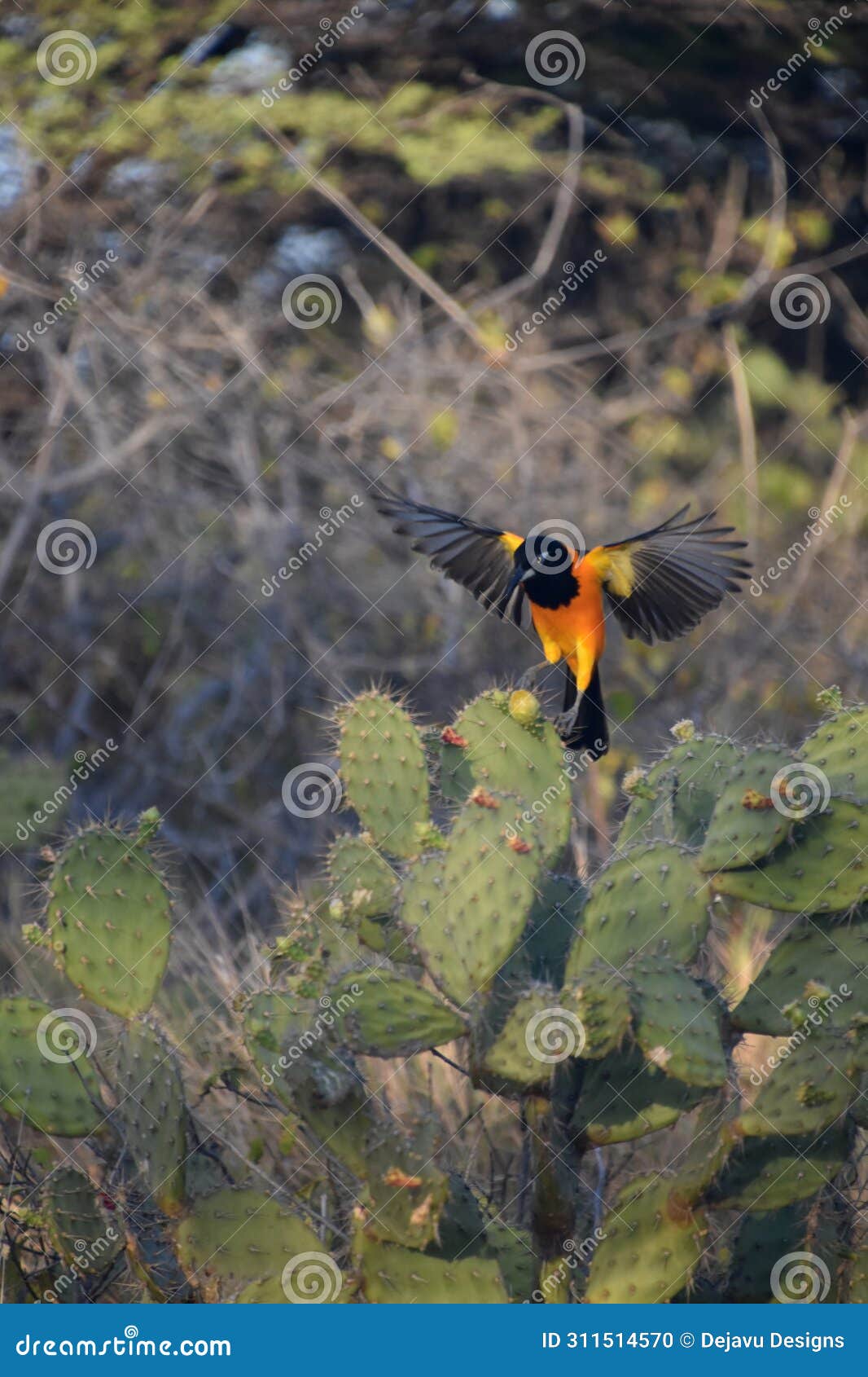 Flying Troupial Bird with Wings Out in Flight Stock Photo - Image of ...