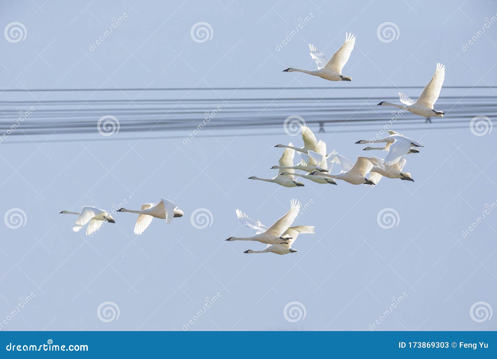 Flying Trumpeter Swan stock image. Image of flying, vancouver - 173869303