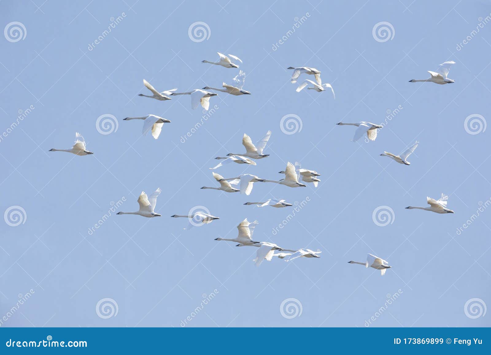 Flying Trumpeter Swan stock image. Image of swan, birds - 173869899