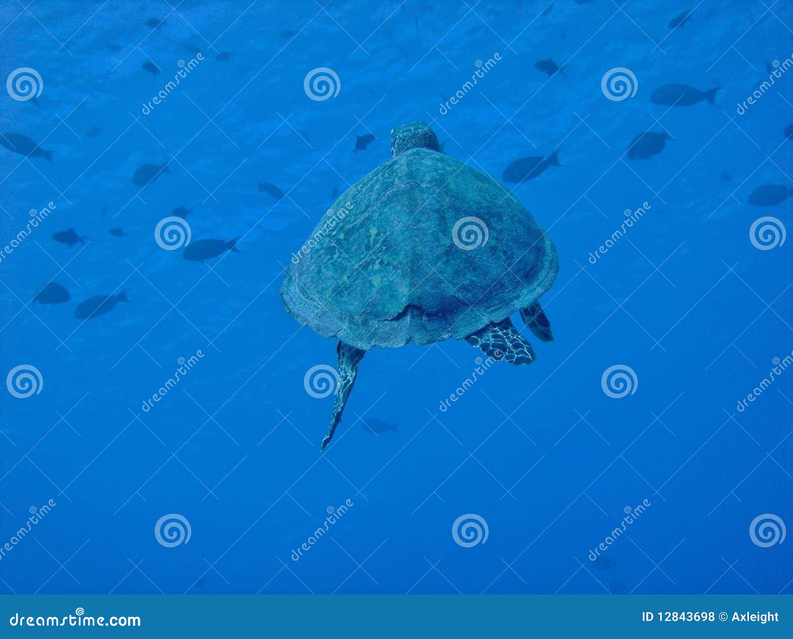 Flying turtle stock photo. Image of green, natural, ocean - 12843698