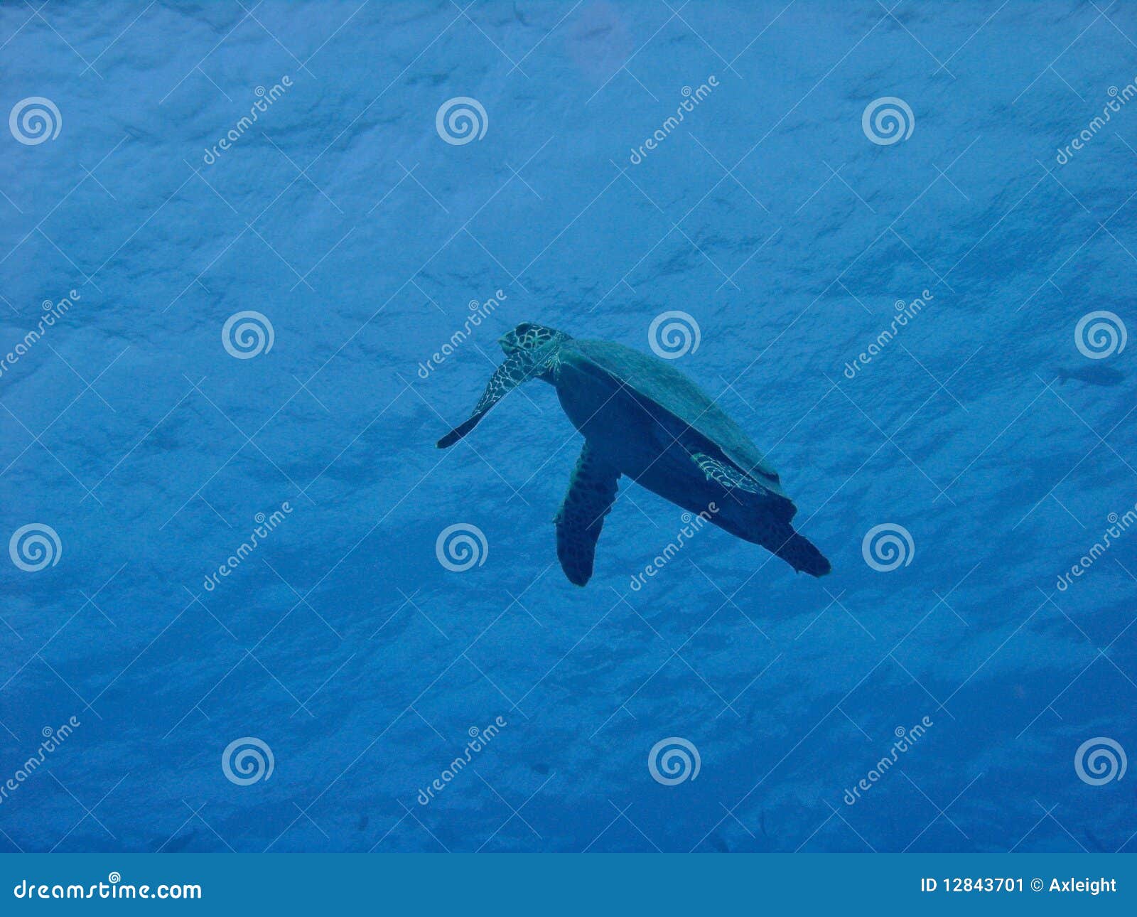 Flying turtle stock image. Image of ocean, animal, natural - 12843701