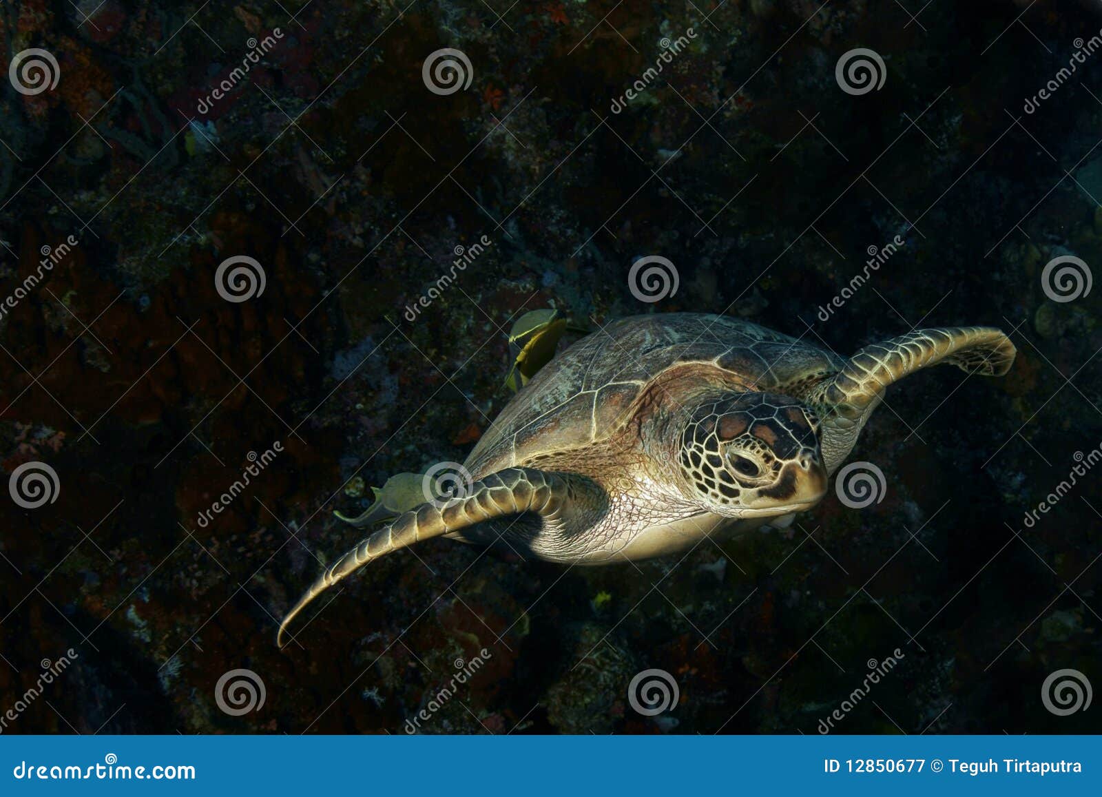 Flying turtle stock image. Image of indonesia, hard, creatures - 12850677