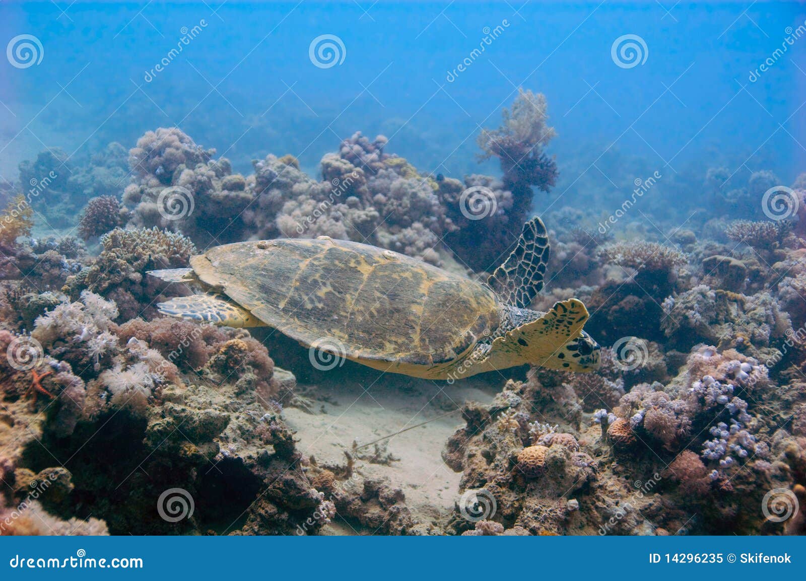 Flying turtle stock image. Image of wildlife, marine - 14296235