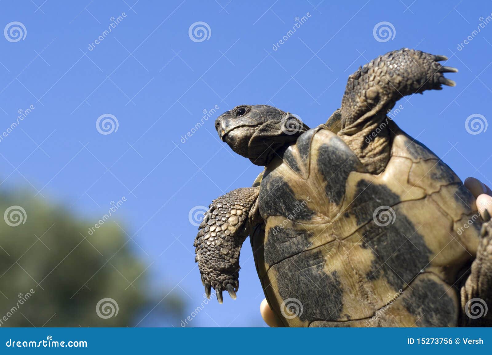 Flying turtle stock photo. Image of reptile, tortoise - 15273756