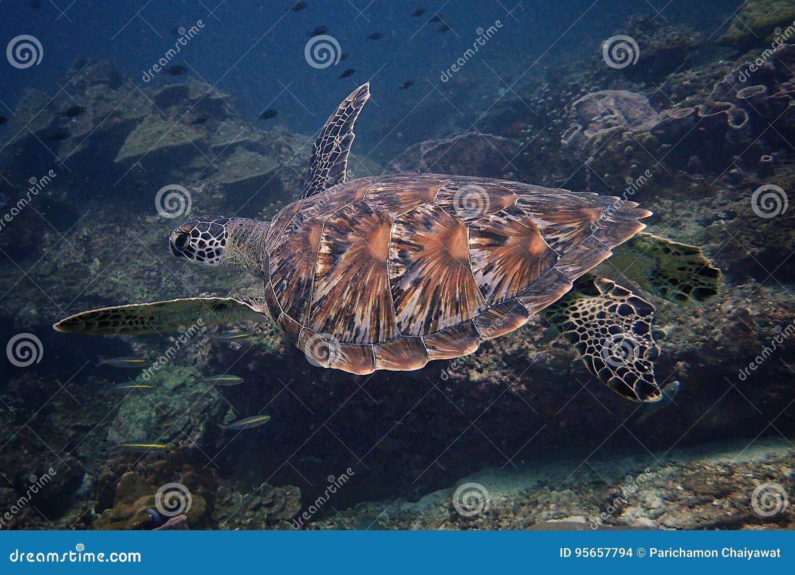 Flying Turtle stock photo. Image of friendly, flying - 95657794