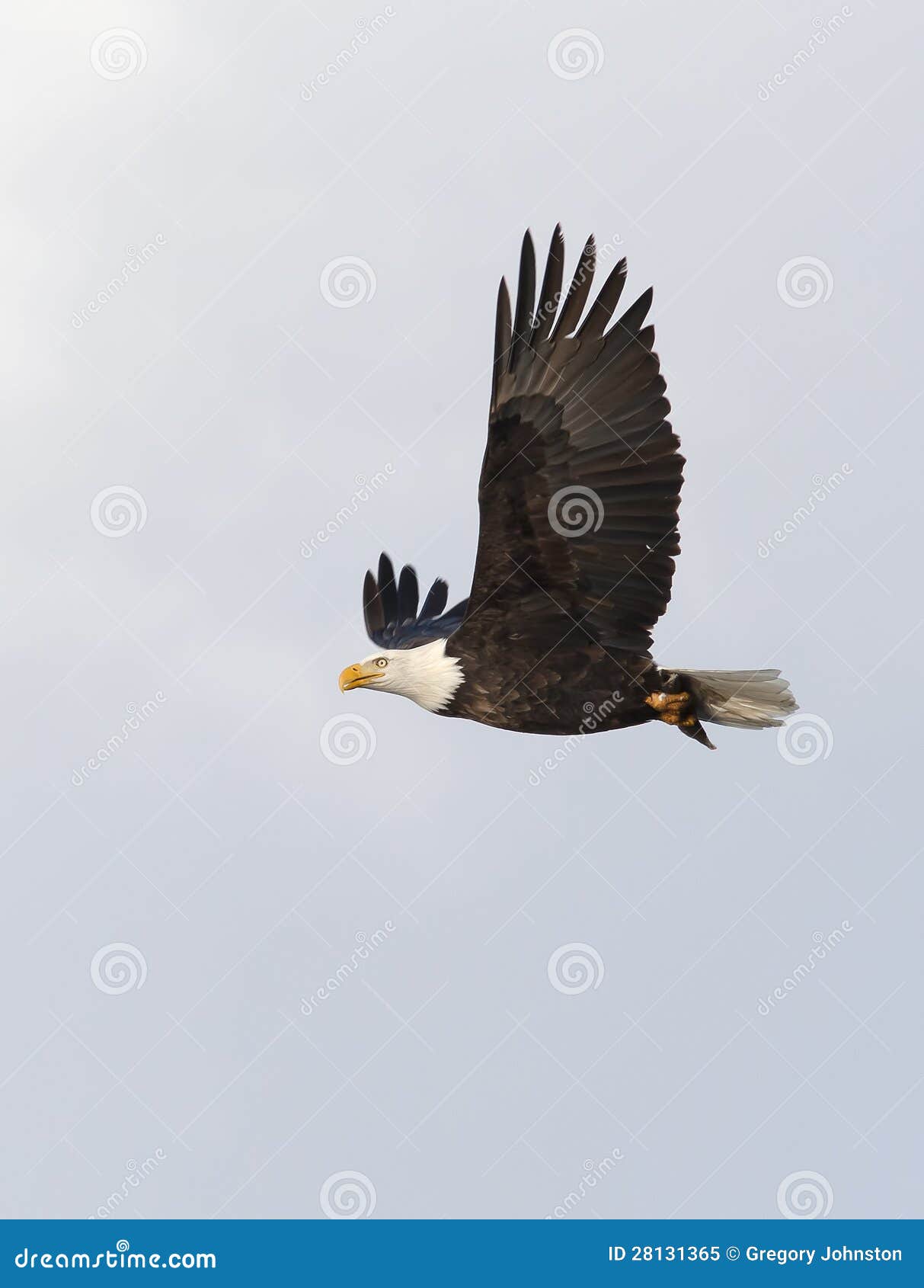 Flying up high. stock image. Image of american, bird - 28131365