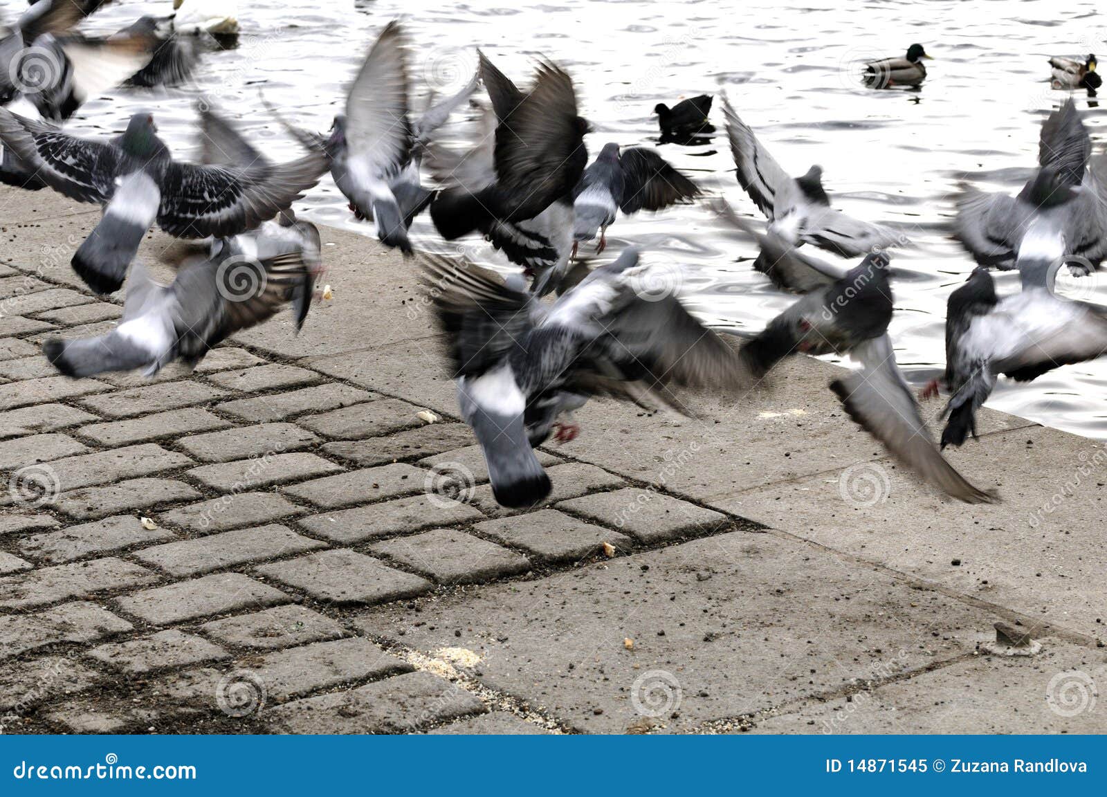 Pigeons taking off stock image. Image of purity, embankment - 14871545