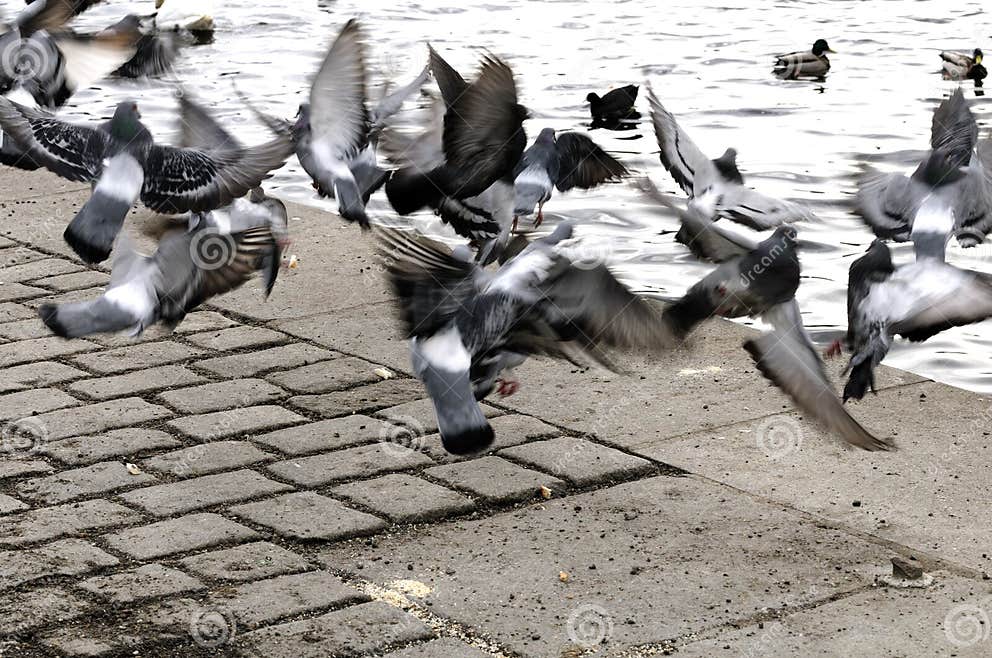 Pigeons taking off stock image. Image of purity, embankment - 14871545