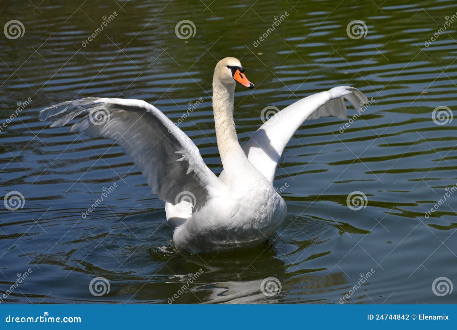 A flying up swan stock photo. Image of beautiful, swan - 24744842