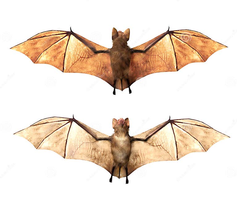 Flying Vampire Bats Isolated on White Background Stock Image - Image of ...