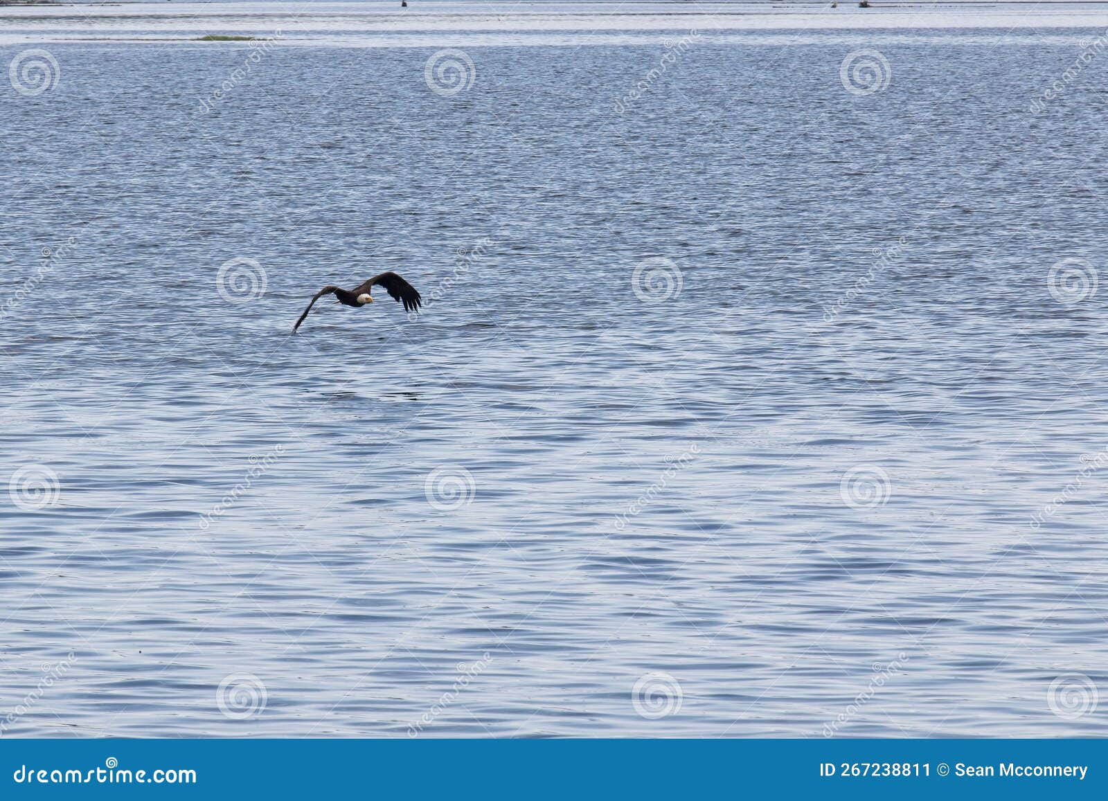 Flying Very Low Over the Water. a Bald Eagle in Flight Stock Image ...