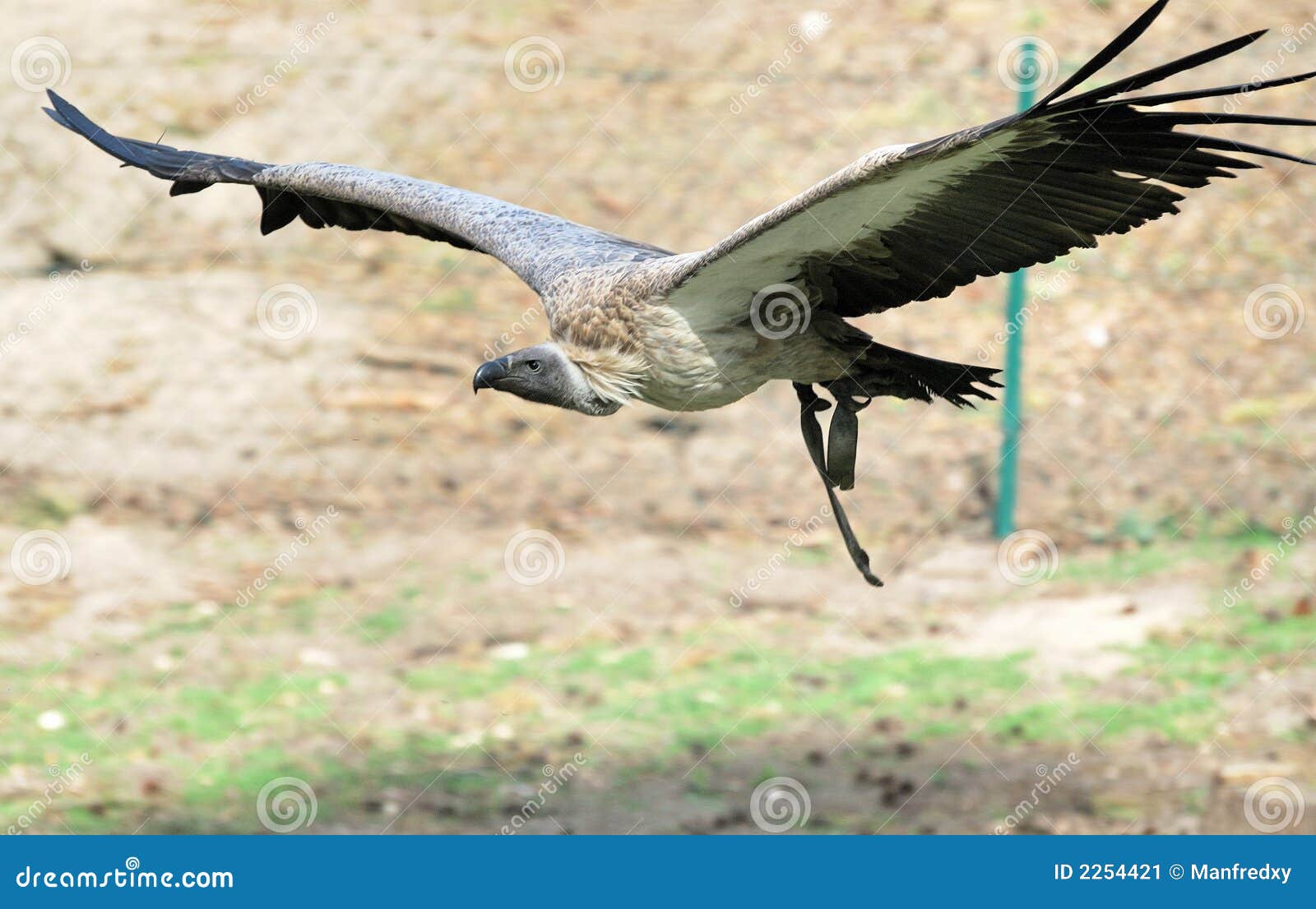 Flying vulture stock image. Image of wings, plumage, bird - 2254421