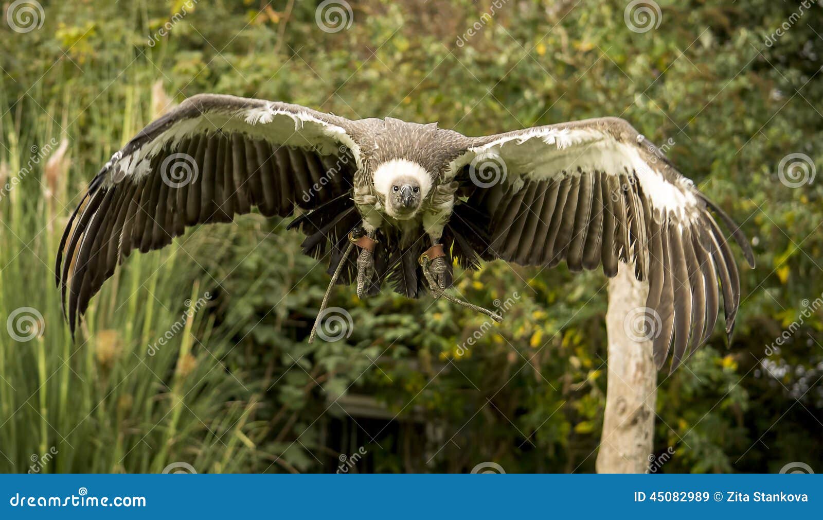 Flying vulture stock image. Image of raptor, span, predator - 45082989