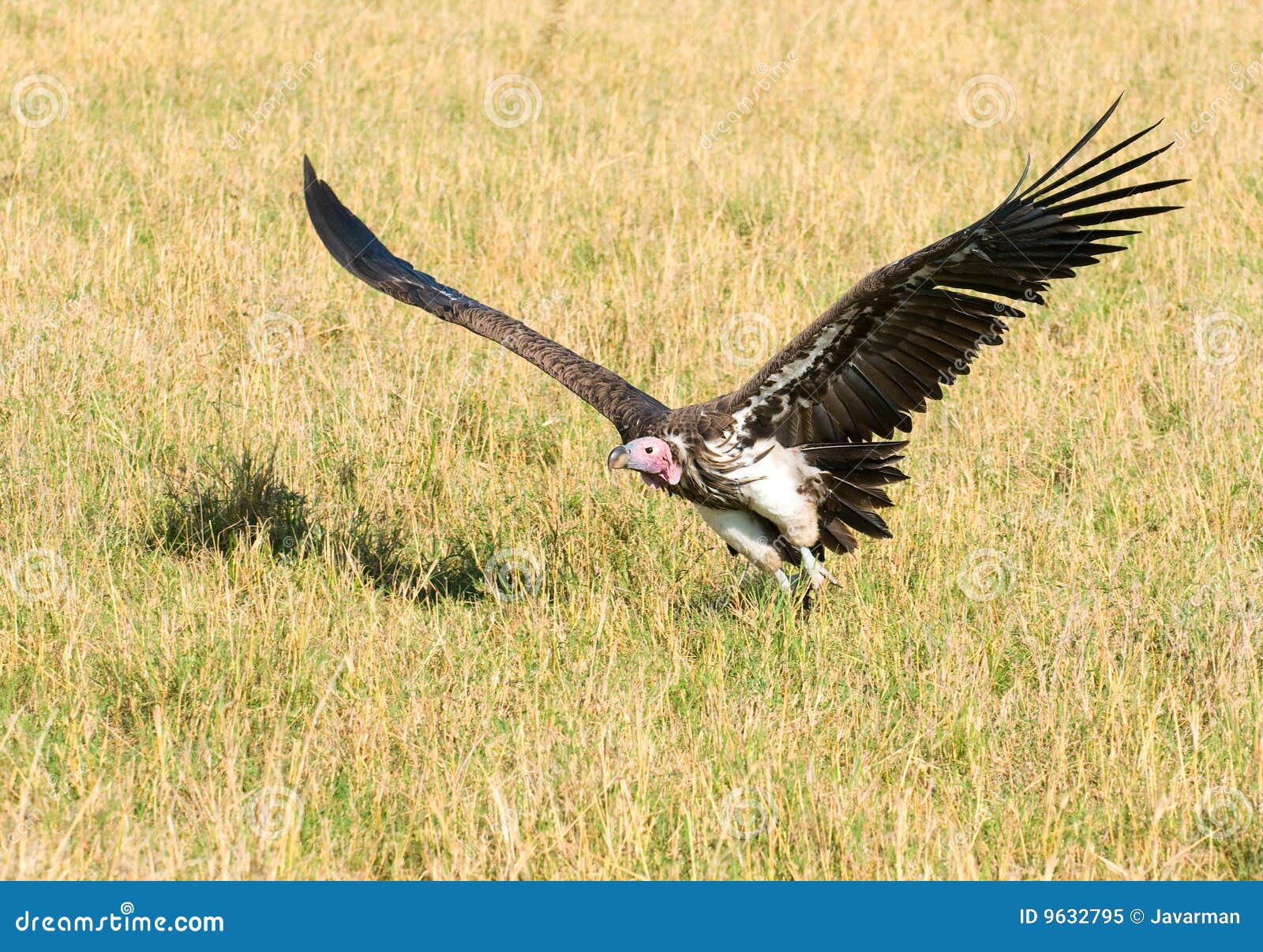 Flying Vulture. Bird. Royalty-Free Stock Photography | CartoonDealer ...