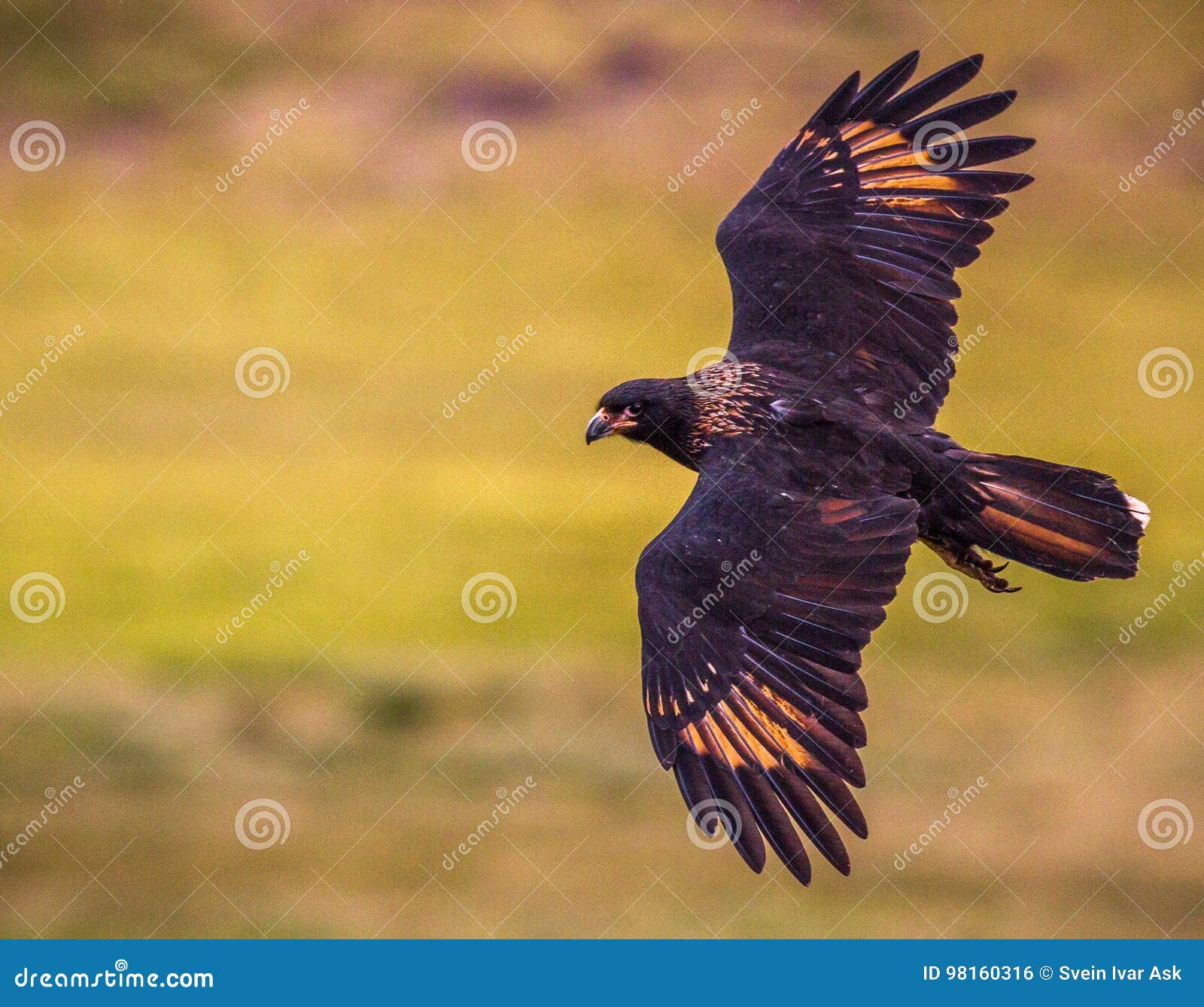 Flying vulture stock photo. Image of raptor, outdoor - 98160316