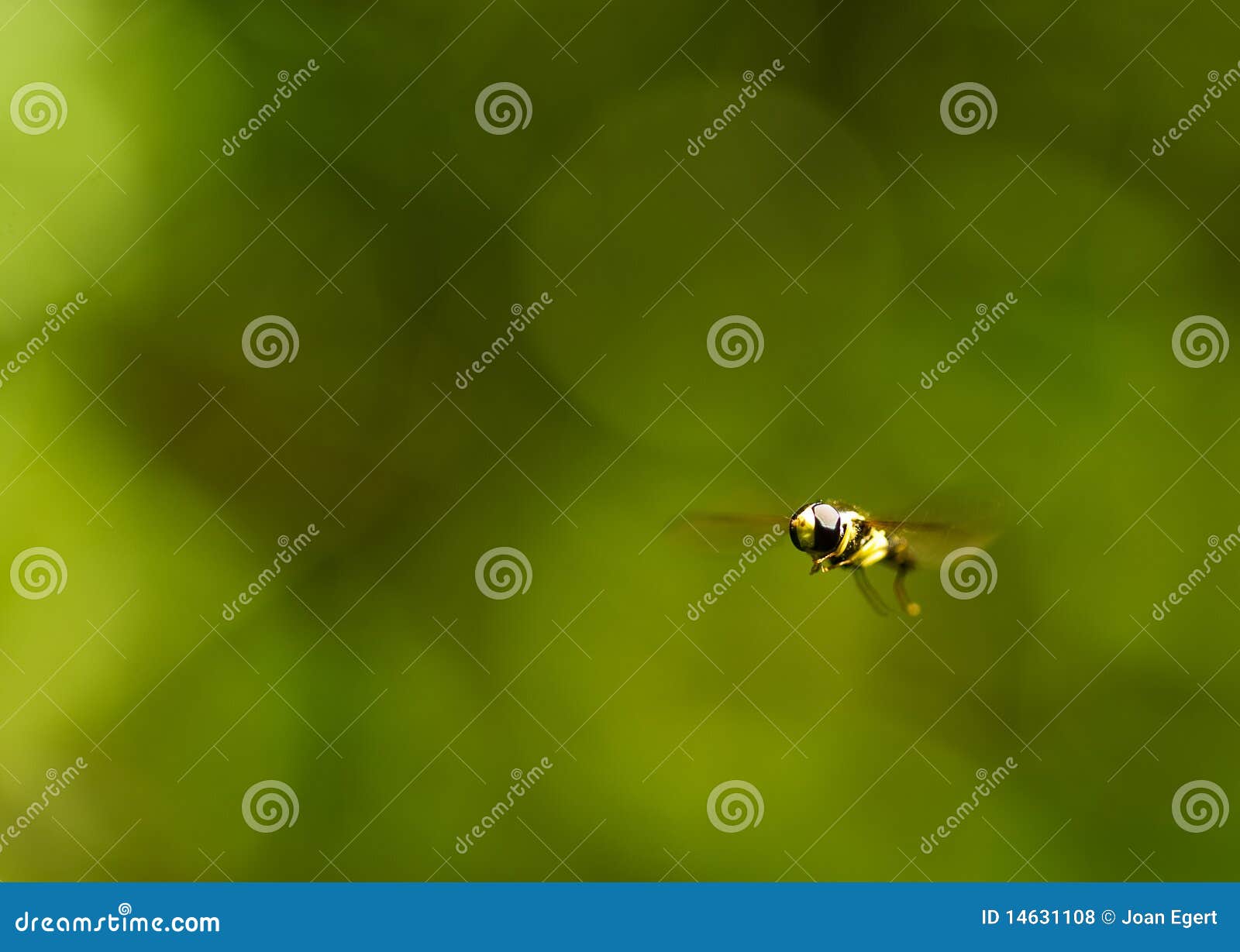 Flying Wasp stock photo. Image of hymenoptera, wasps - 14631108