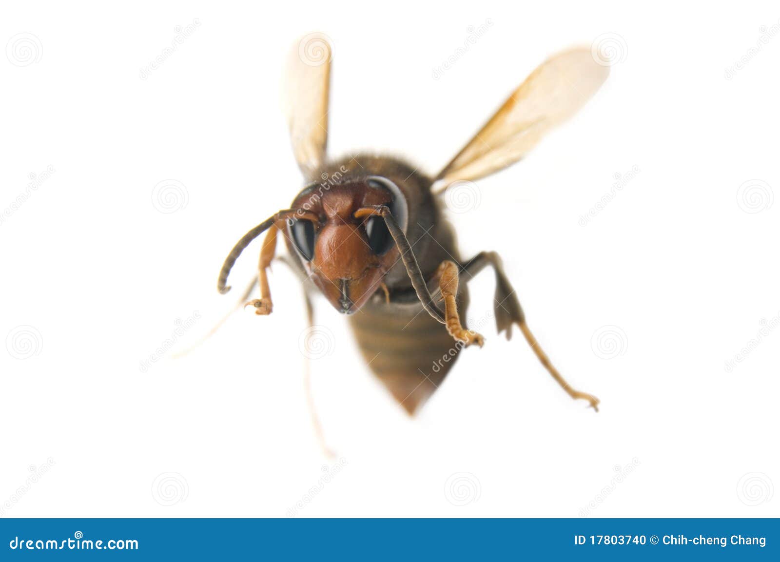 Flying wasp stock photo. Image of wasp, animal, vespa - 17803740