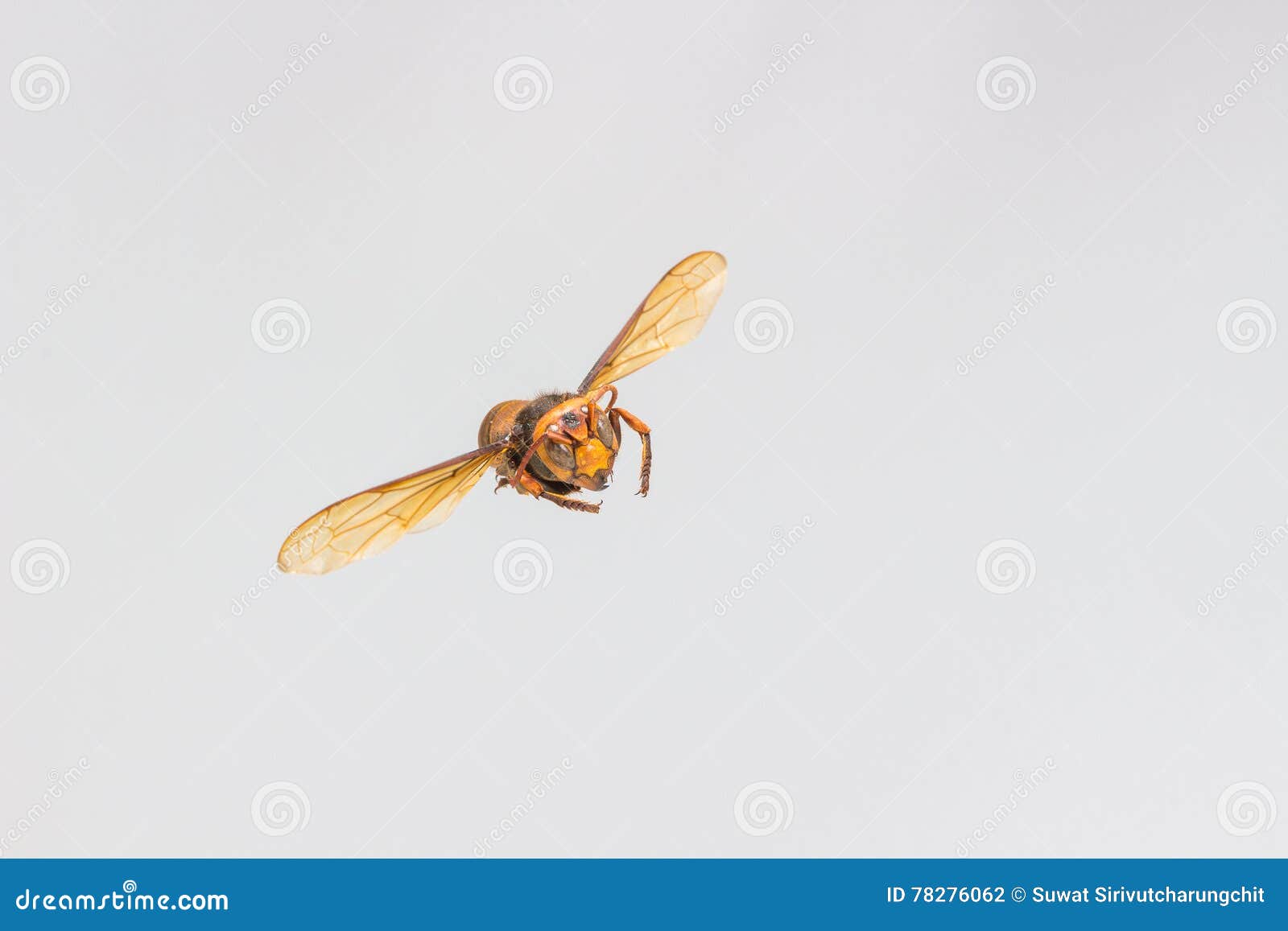 Flying Wasp, Insect Stock Photography | CartoonDealer.com #78276068