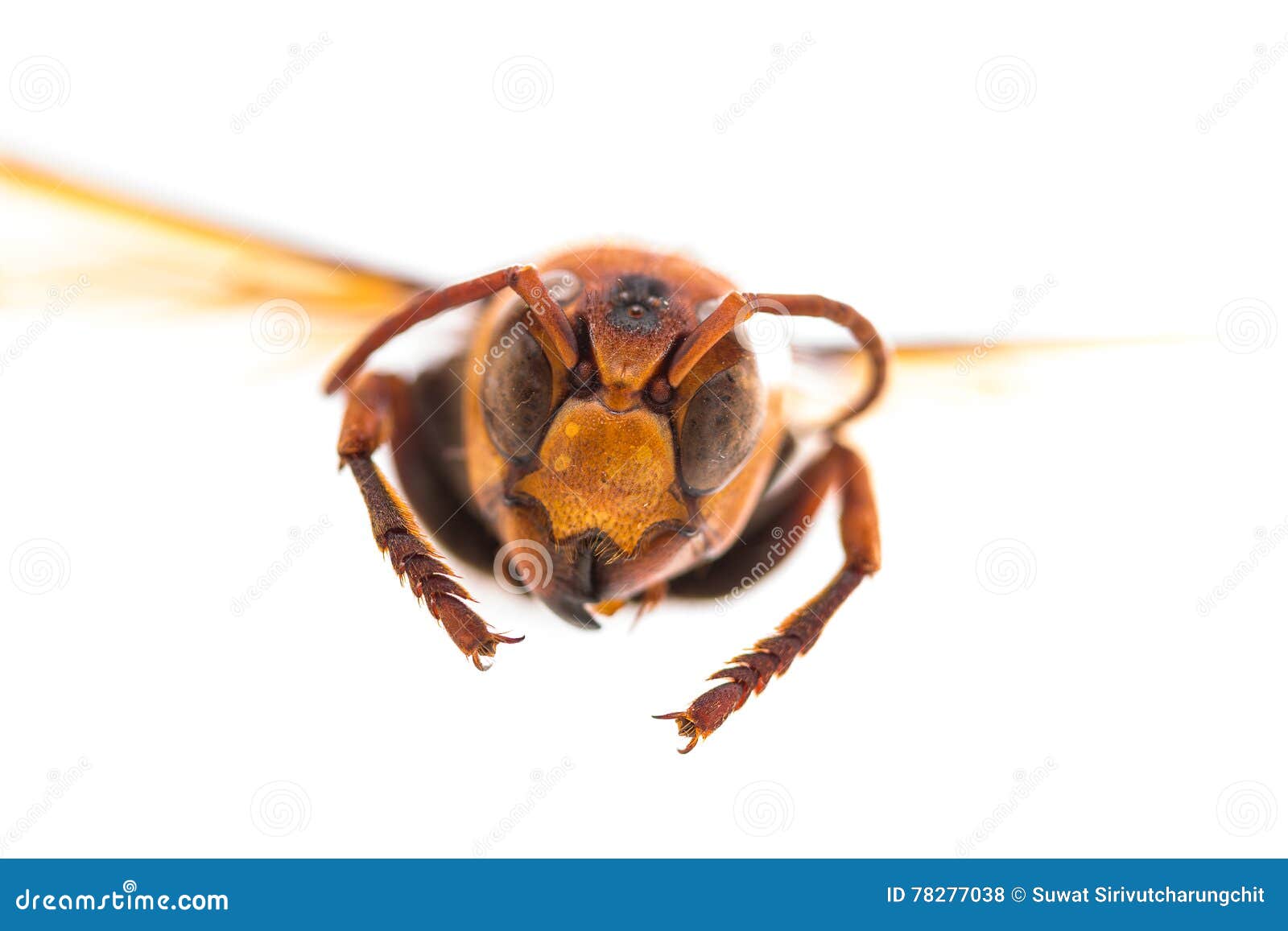 Flying Wasp, Insect Stock Photography | CartoonDealer.com #78276068