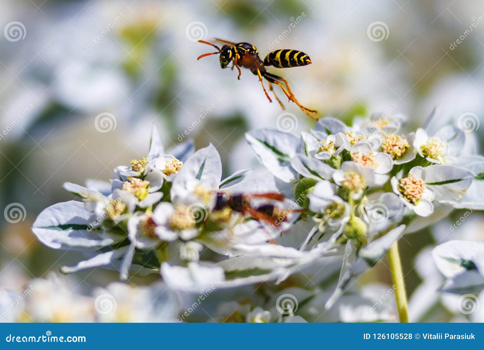 Flying wasp stock photo. Image of pink, focus, background - 126105528
