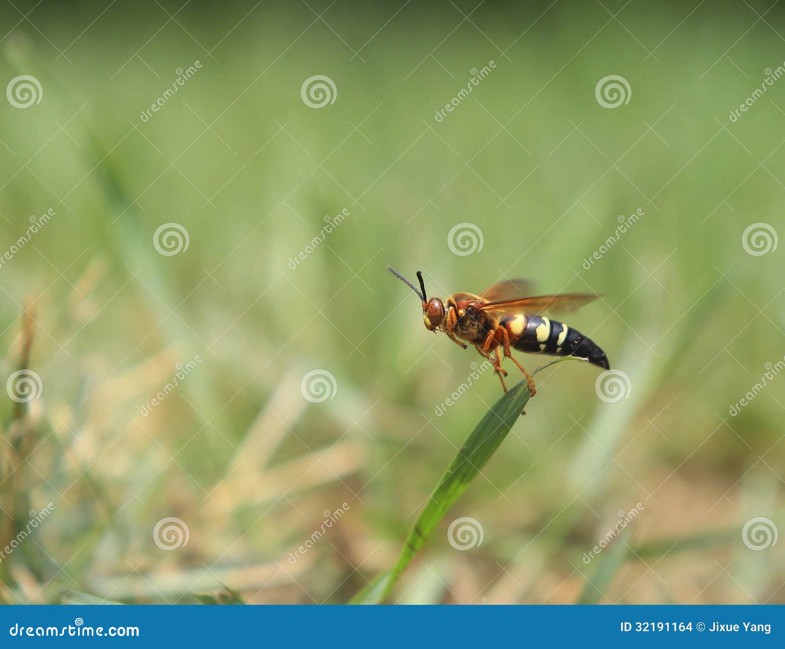 Flying Wasp stock photo. Image of antenna, animal, organism - 32191164