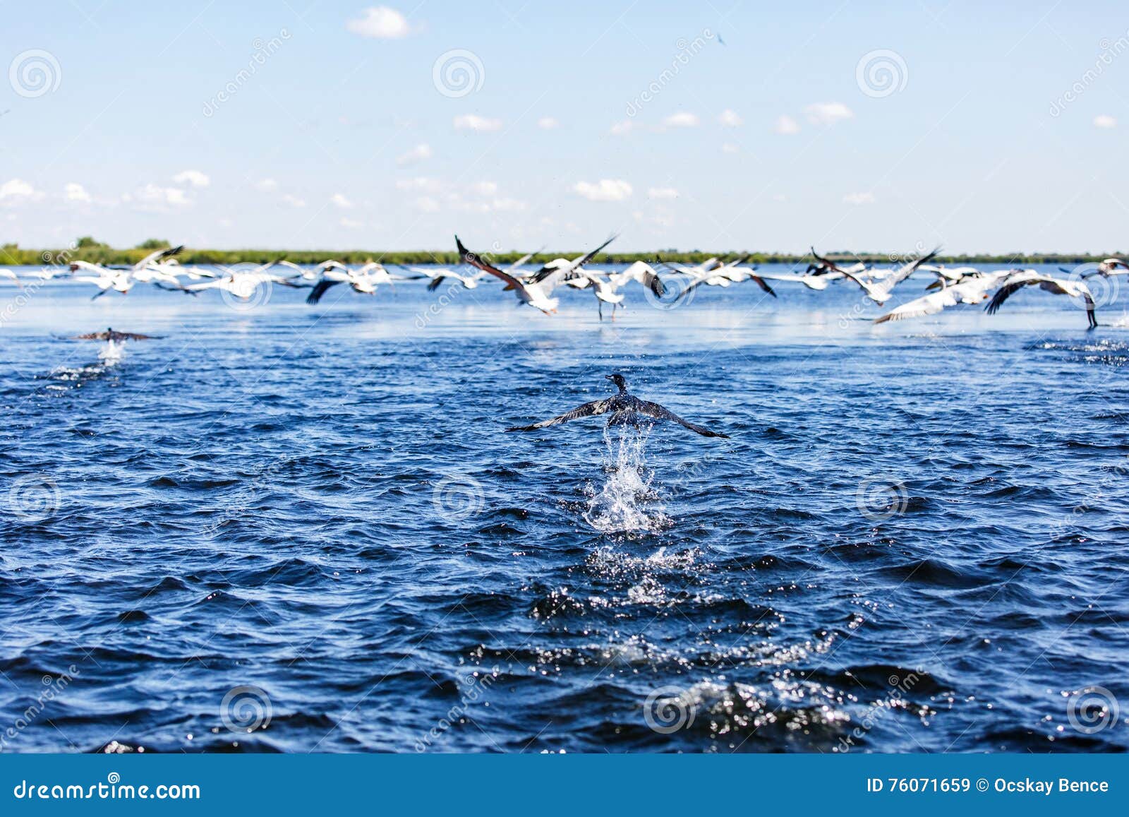 Flying Water Birds in Danube Delta Stock Image - Image of attraction ...