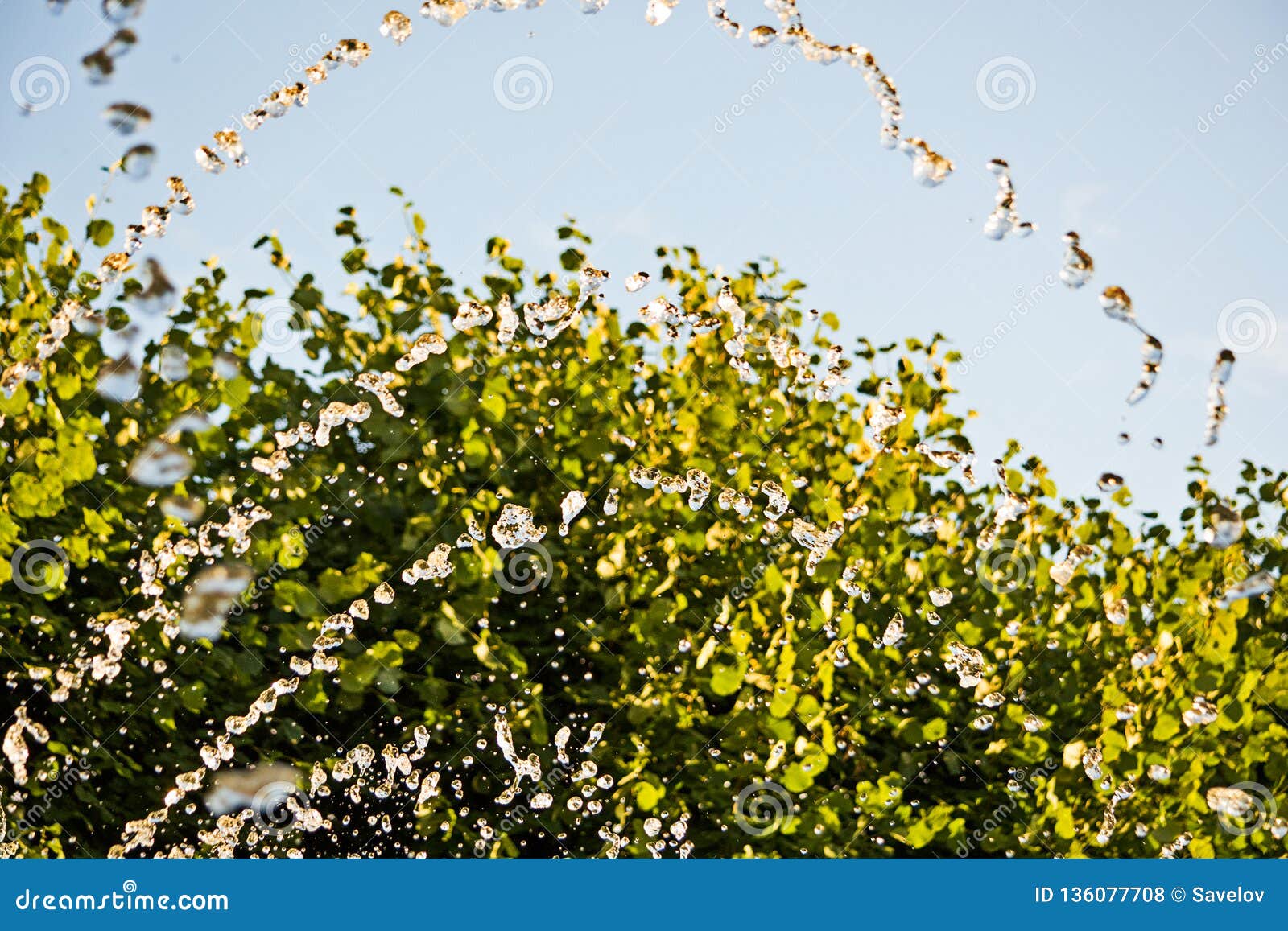 Flying Water Drops on the Background of Green Bushes Stock Photo ...