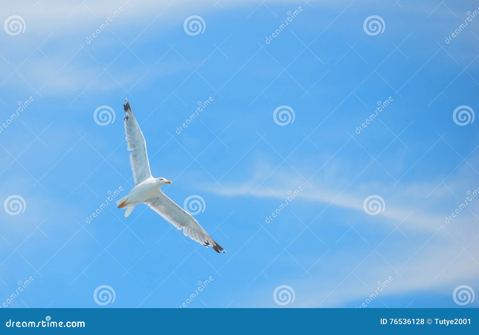 Flying White Albatross Over the Blue Sky Stock Photo - Image of natural ...