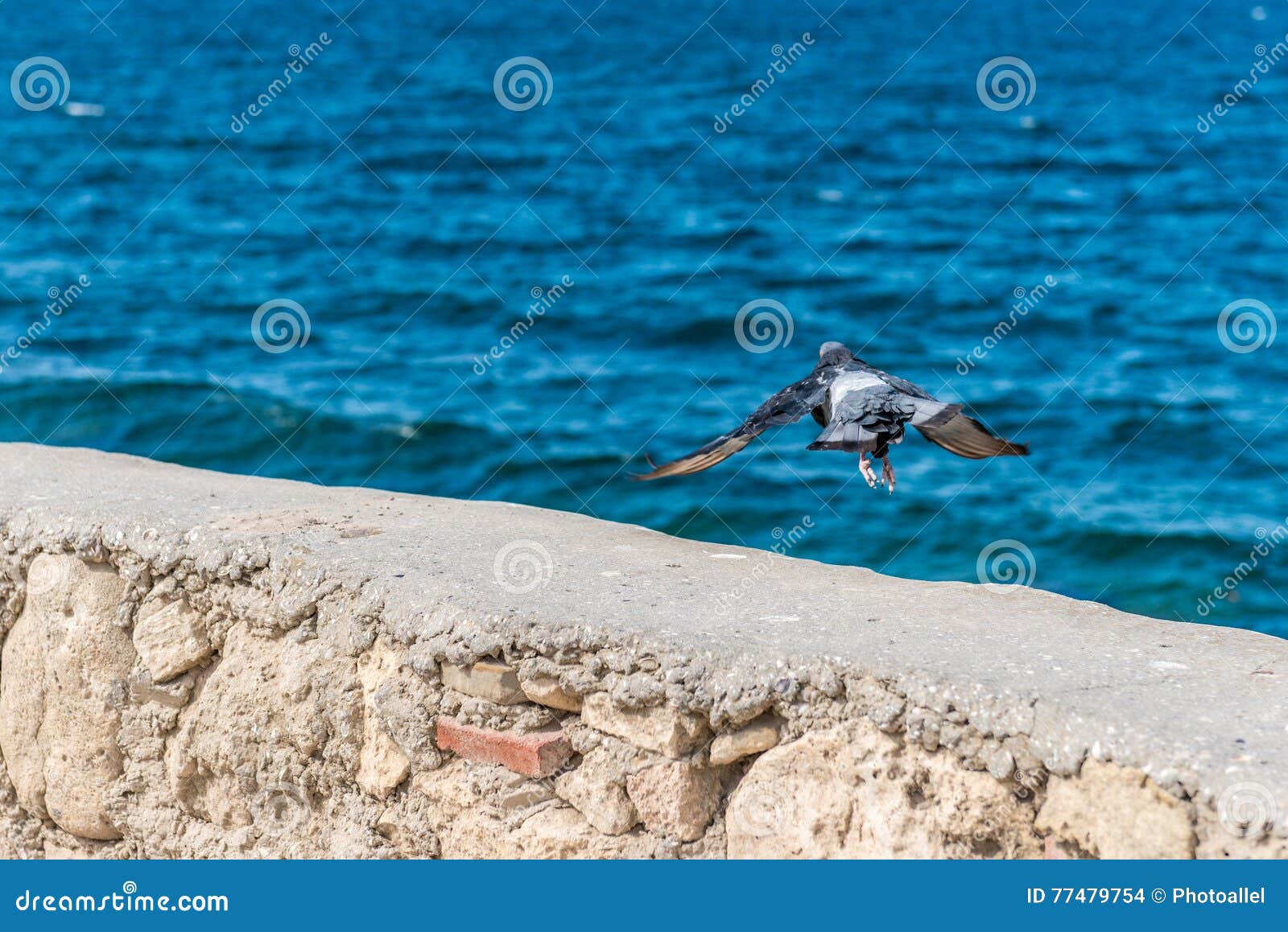 Flying White Bird on Blue Sea Stock Photo - Image of future, beak: 77479754