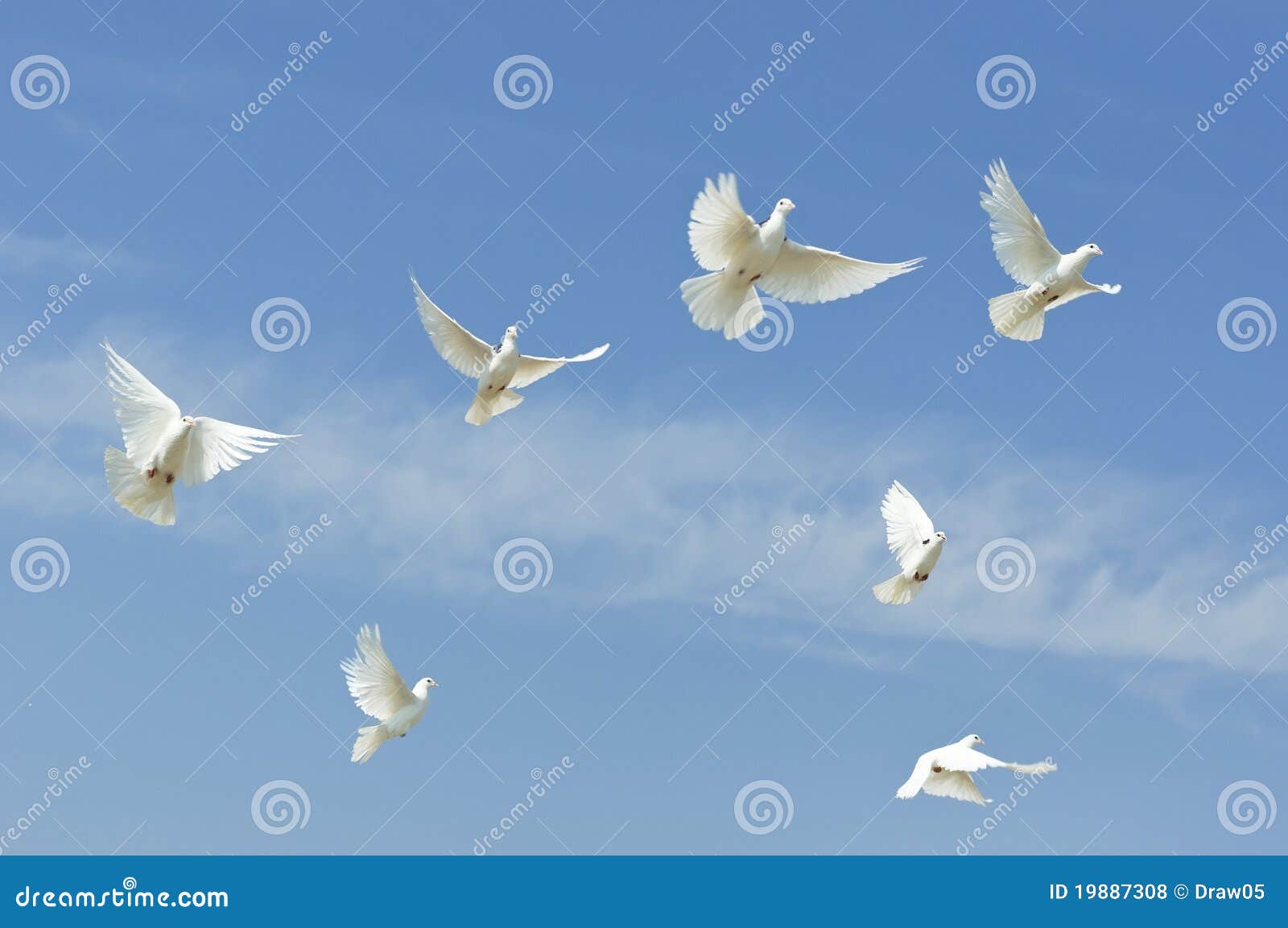 Flying white doves stock photo. Image of feathers, wing - 19887308