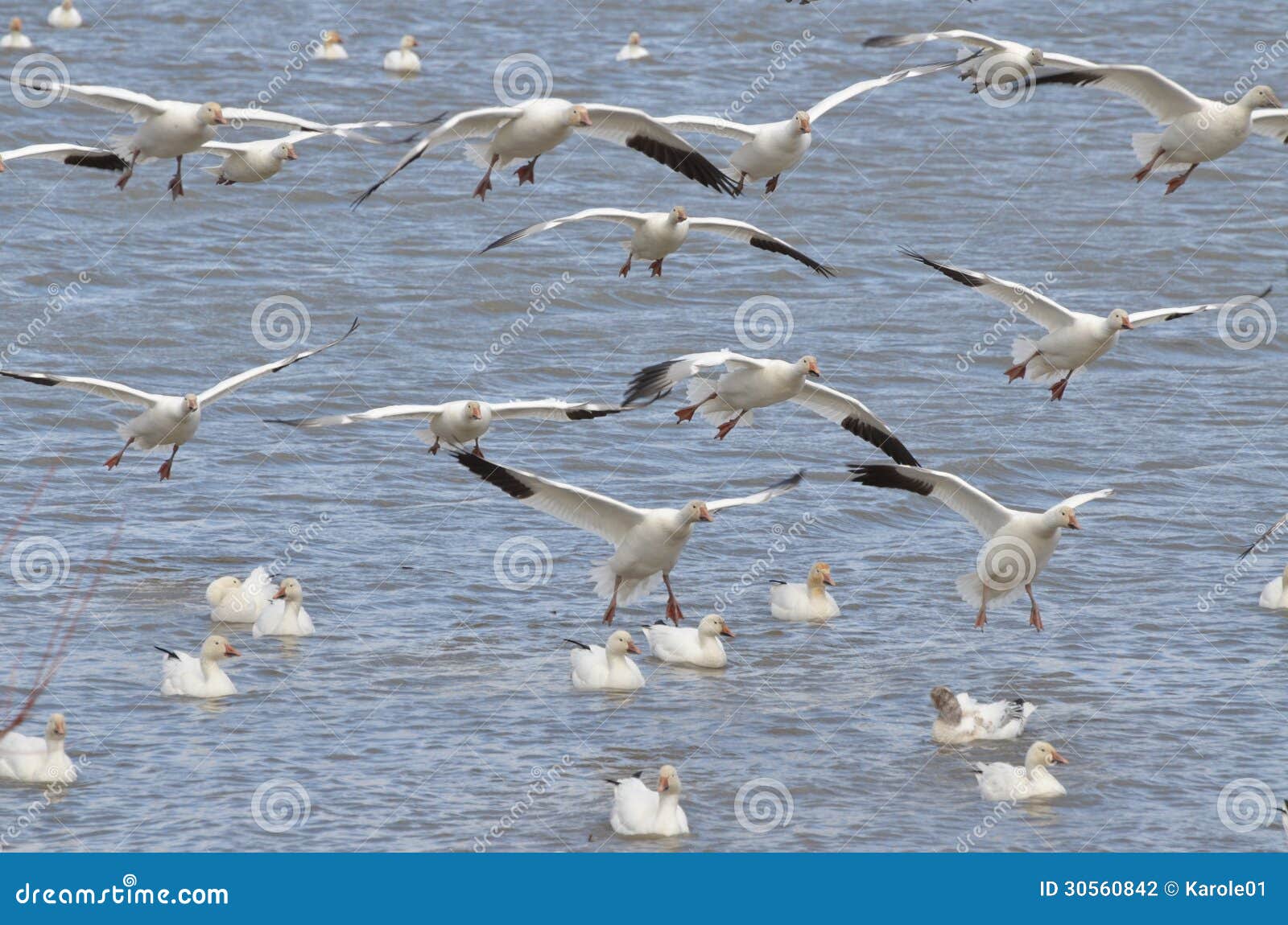 Flying white goose stock photo. Image of bird, spring - 30560842