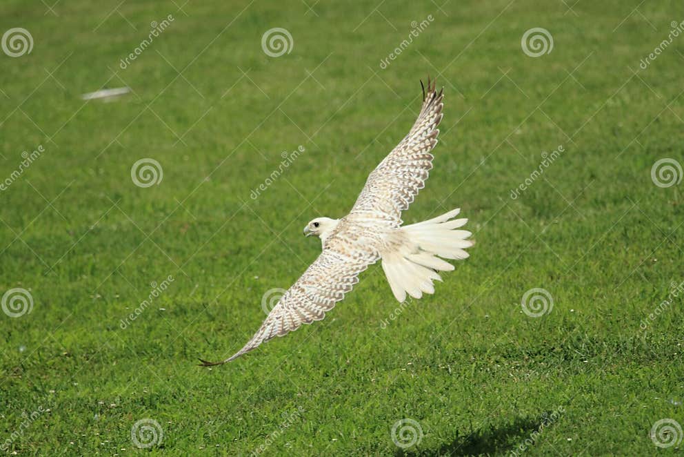 Flying white gyrfalcon stock image. Image of gyrfalcon - 43461105
