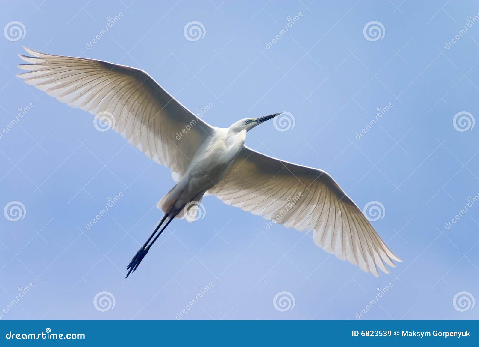 Flying white heron stock image. Image of blue, flight - 6823539