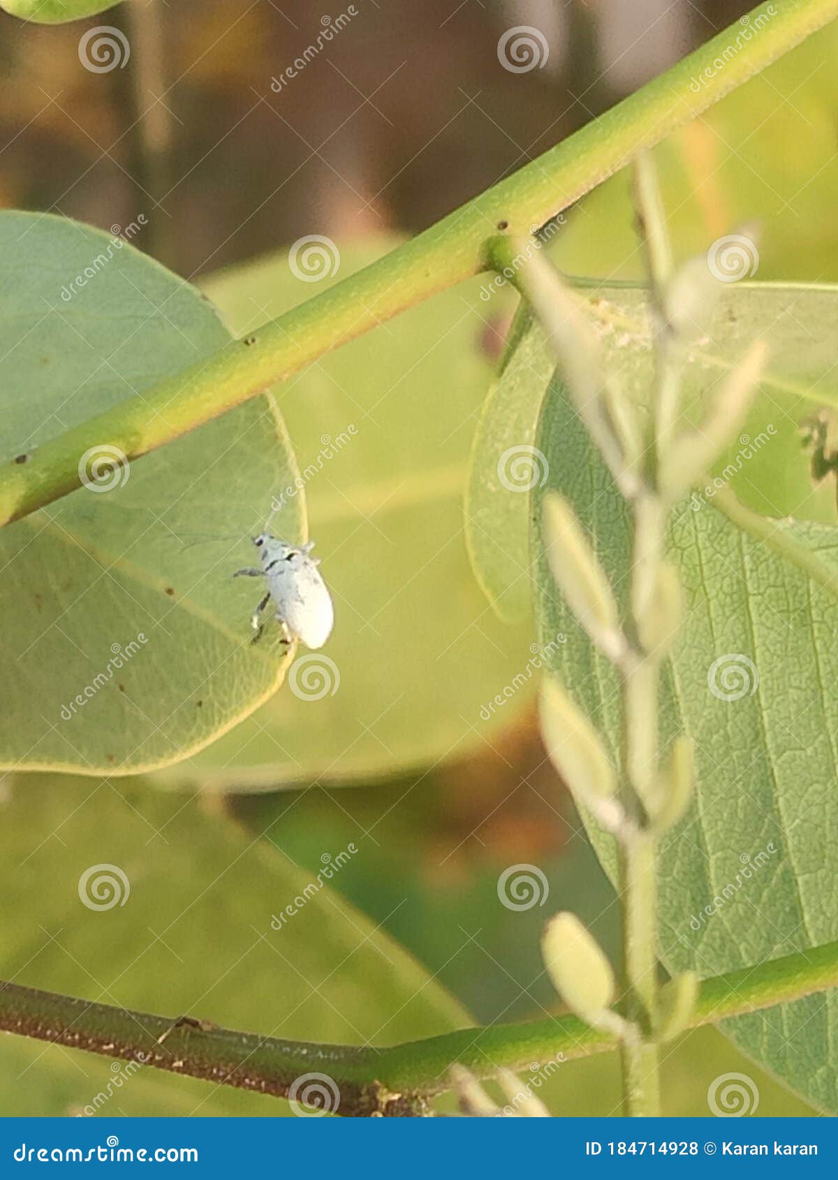 Flying White Insect in Plant Leafe Stock Photo - Image of flying, white ...