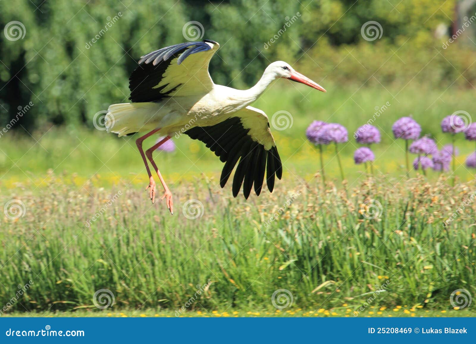 Flying white stork stock image. Image of meadow, grassland - 25208469