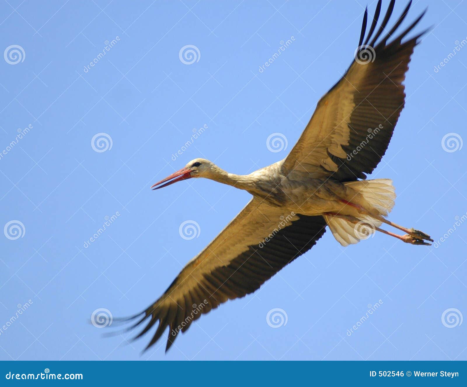 Flying White Stork stock photo. Image of flight, stretch - 502546