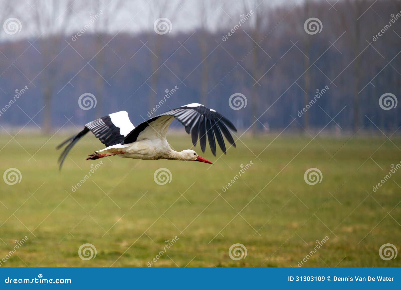 Flying white stork stock image. Image of wing, idyllic - 31303109
