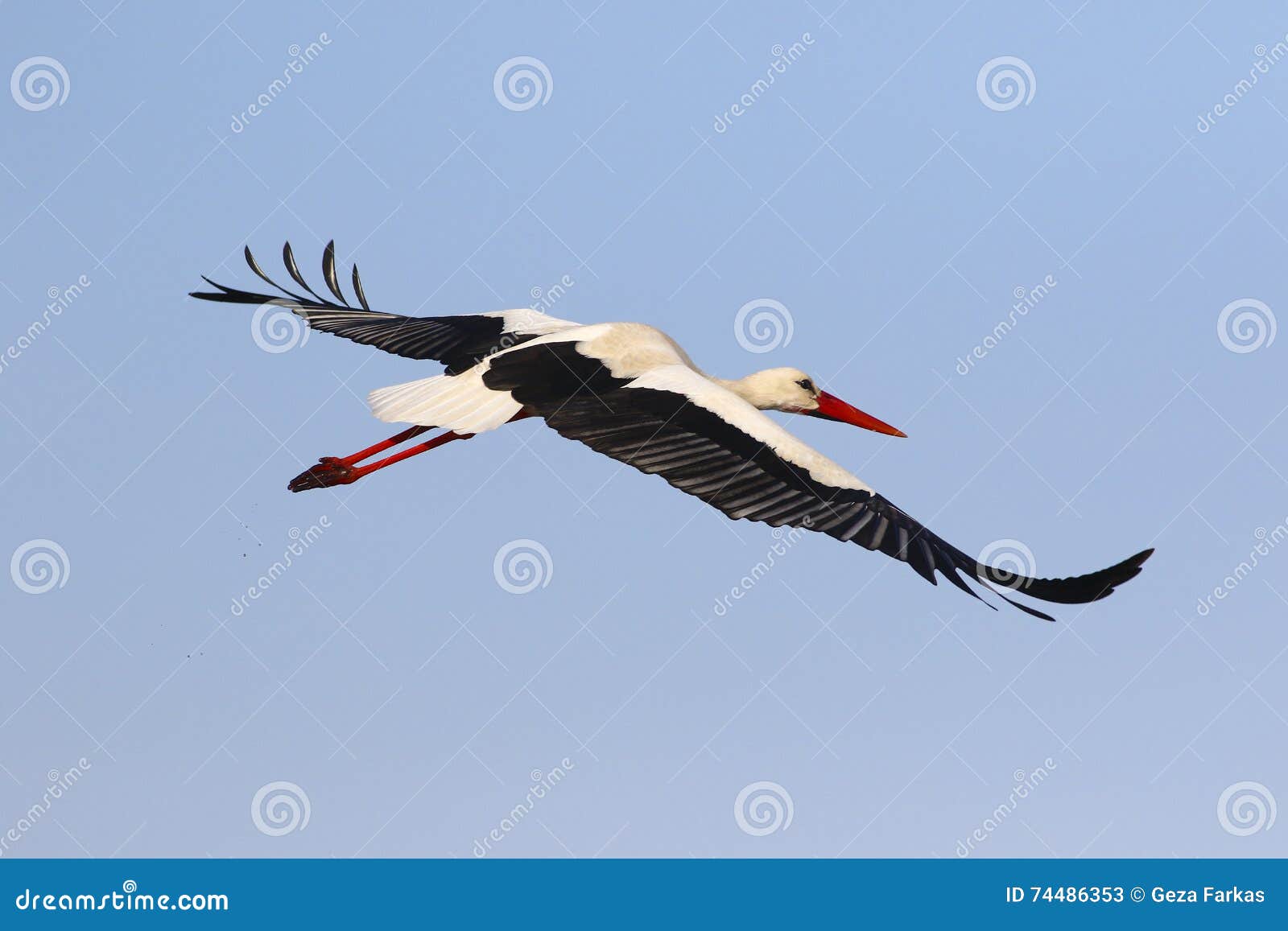Flying white stork stock image. Image of wild, widlife - 74486353