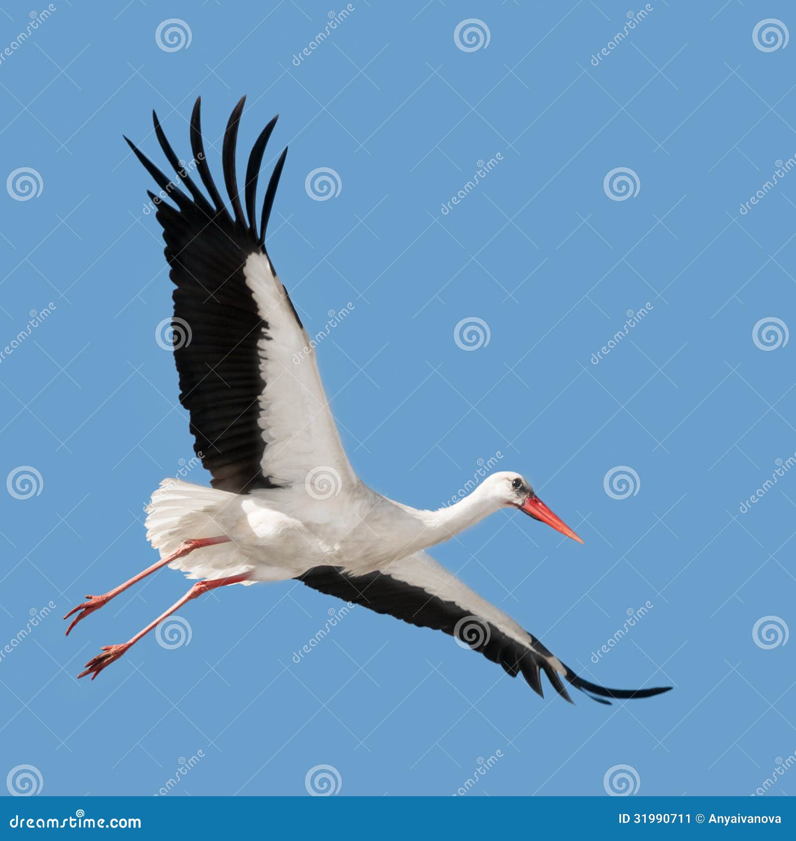 Flying white stork stock image. Image of blue, birthday - 31990711