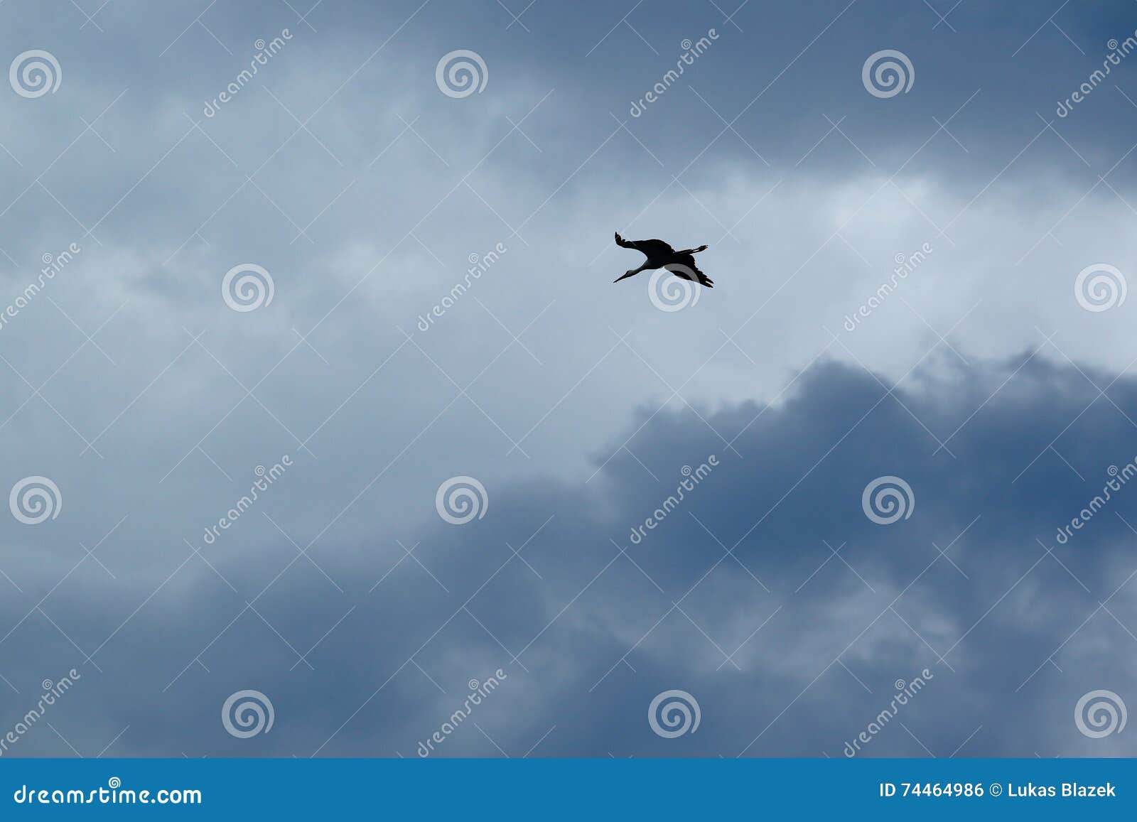 Flying white stork stock photo. Image of ciconia, storm - 74464986
