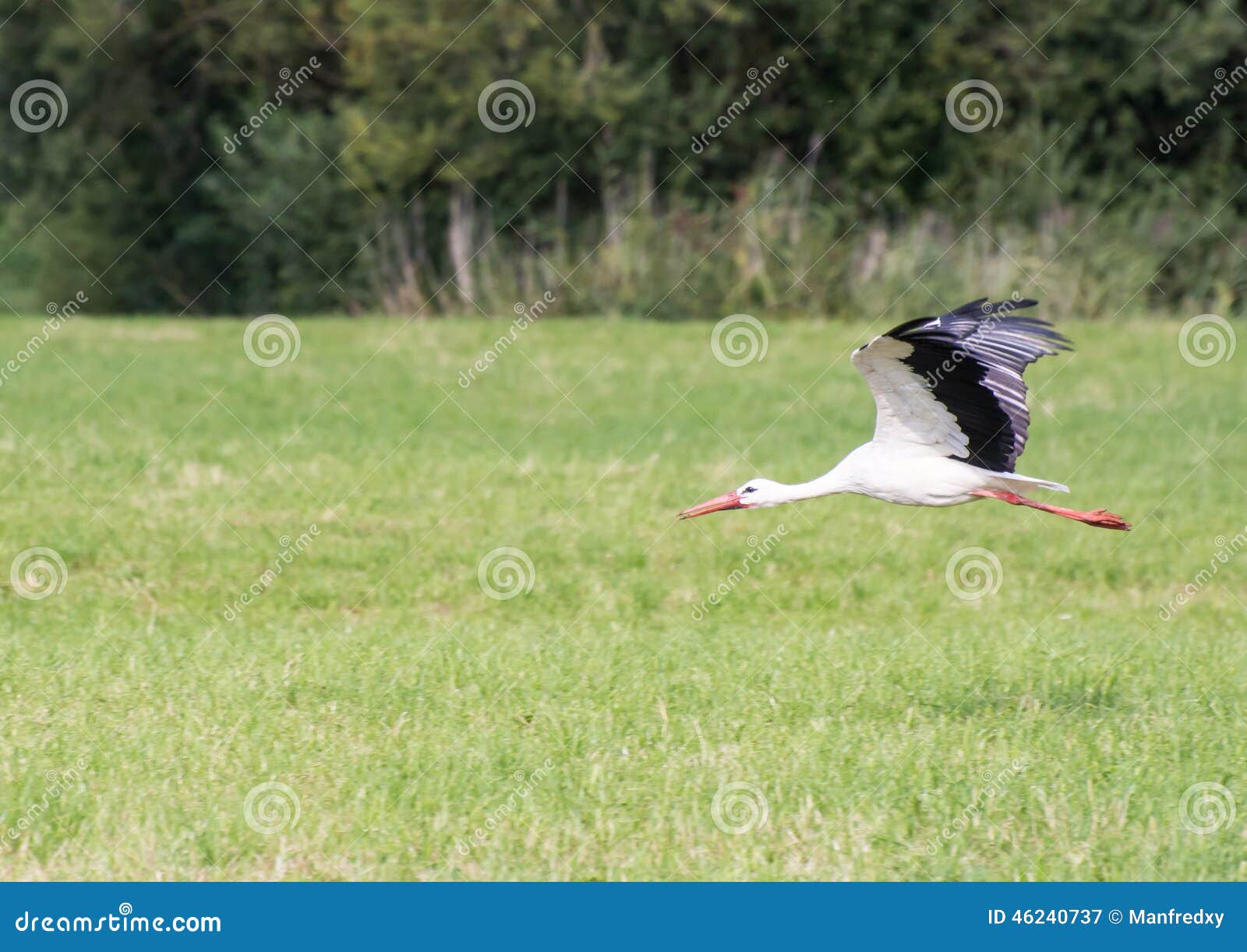 Flying White Stork stock image. Image of white, stork - 46240737